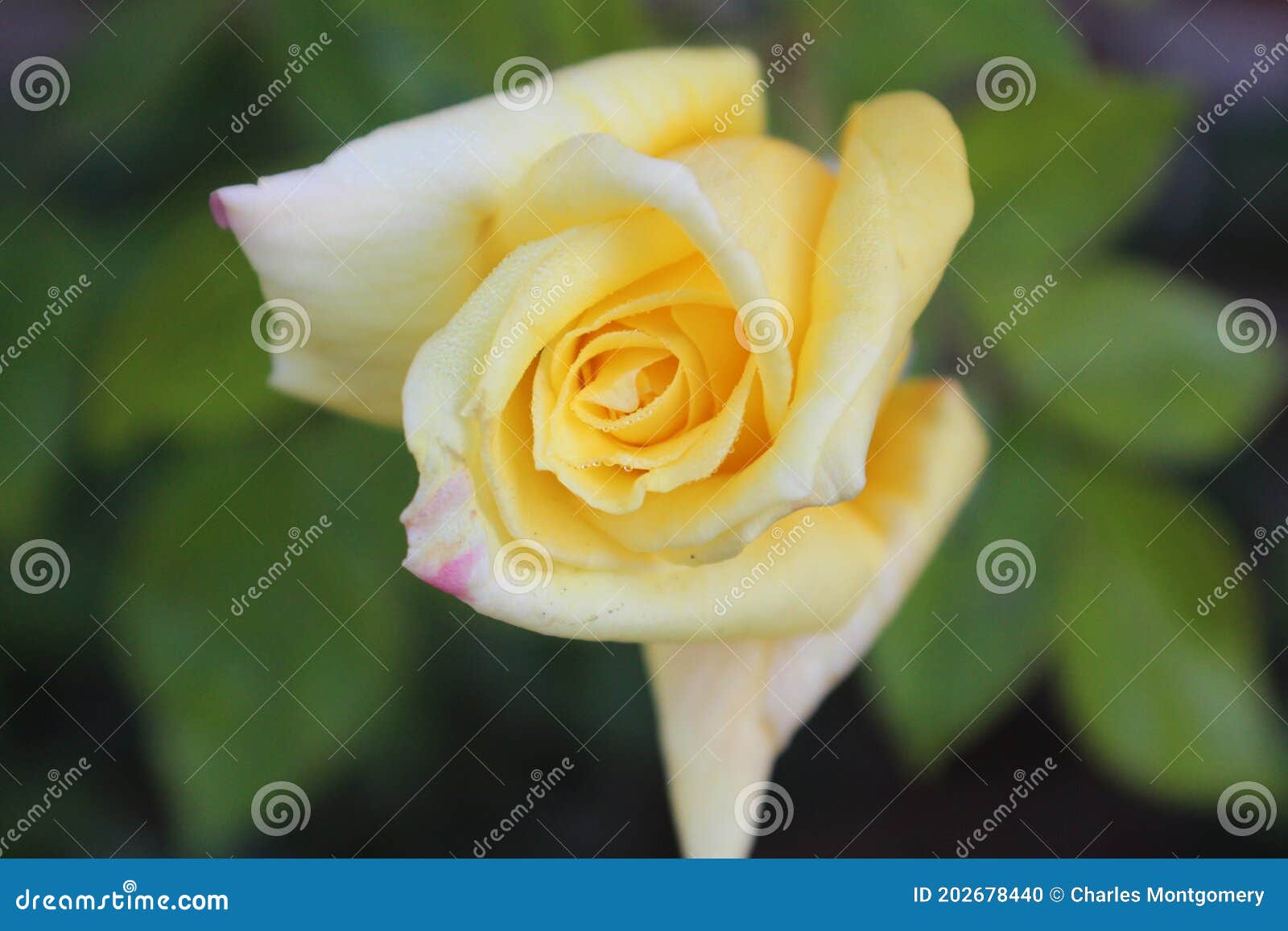 Yellow Rose in Bloom stock photo. Image of flower, blooming - 202678440