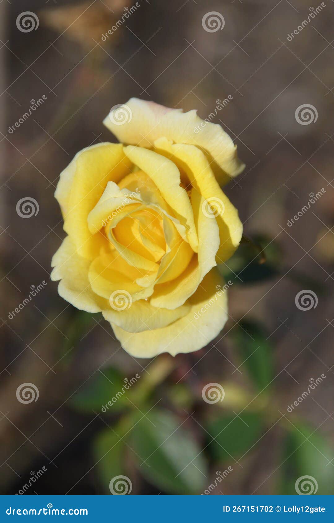 Overhead Angle of Partially Opened Yellow Rose in Natural Light. Stock ...
