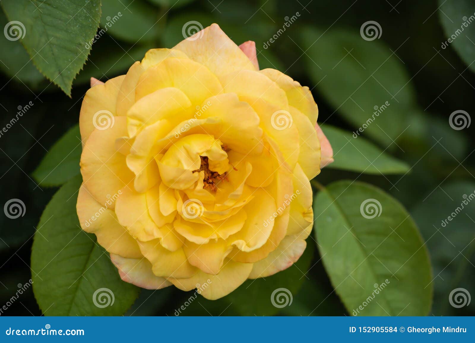Yellow Rose in Bloom Very Beautiful Close Up Stock Photo - Image of ...