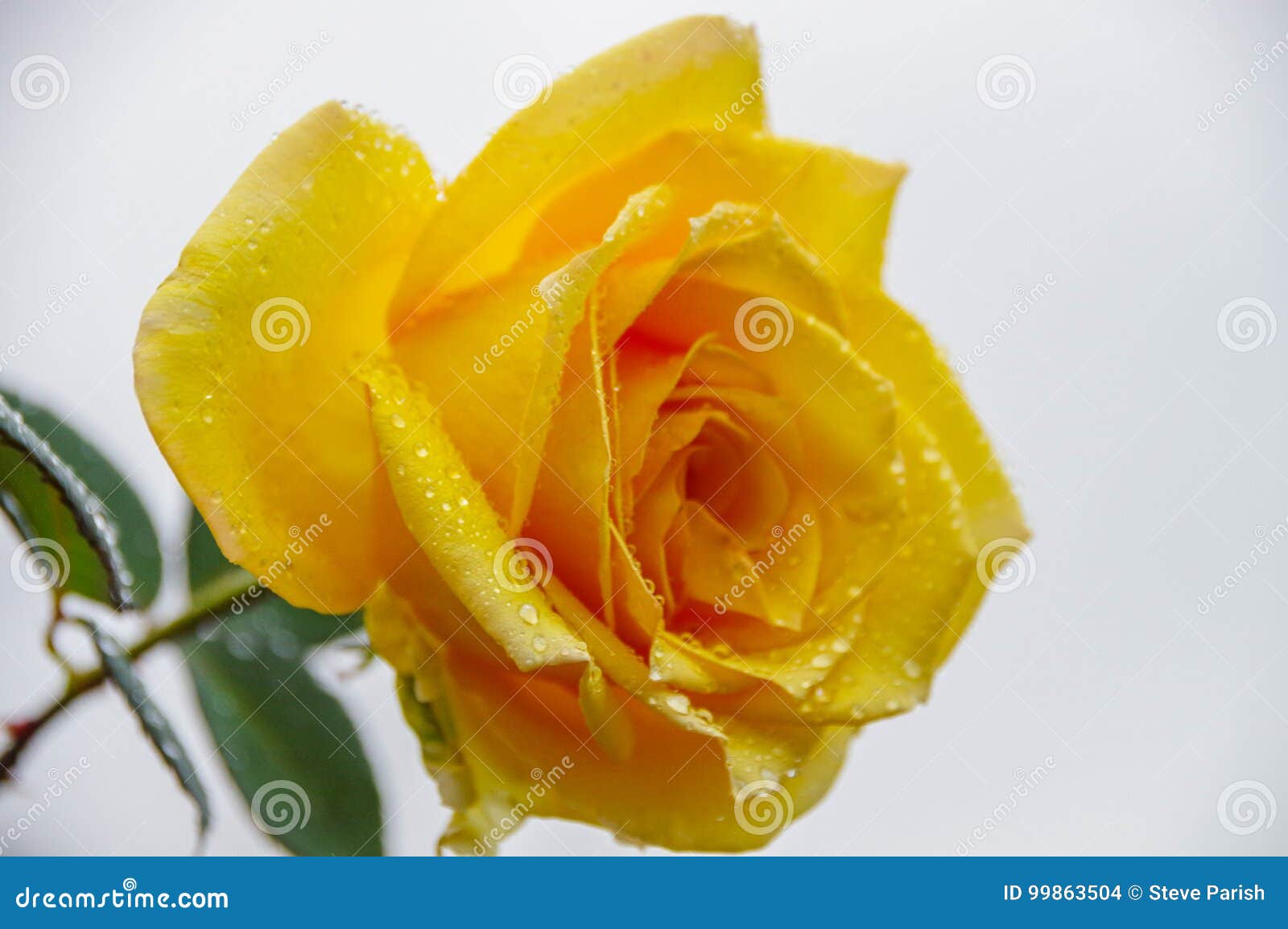 Yellow Rose Blossom with Rain Drops Stock Photo - Image of close ...