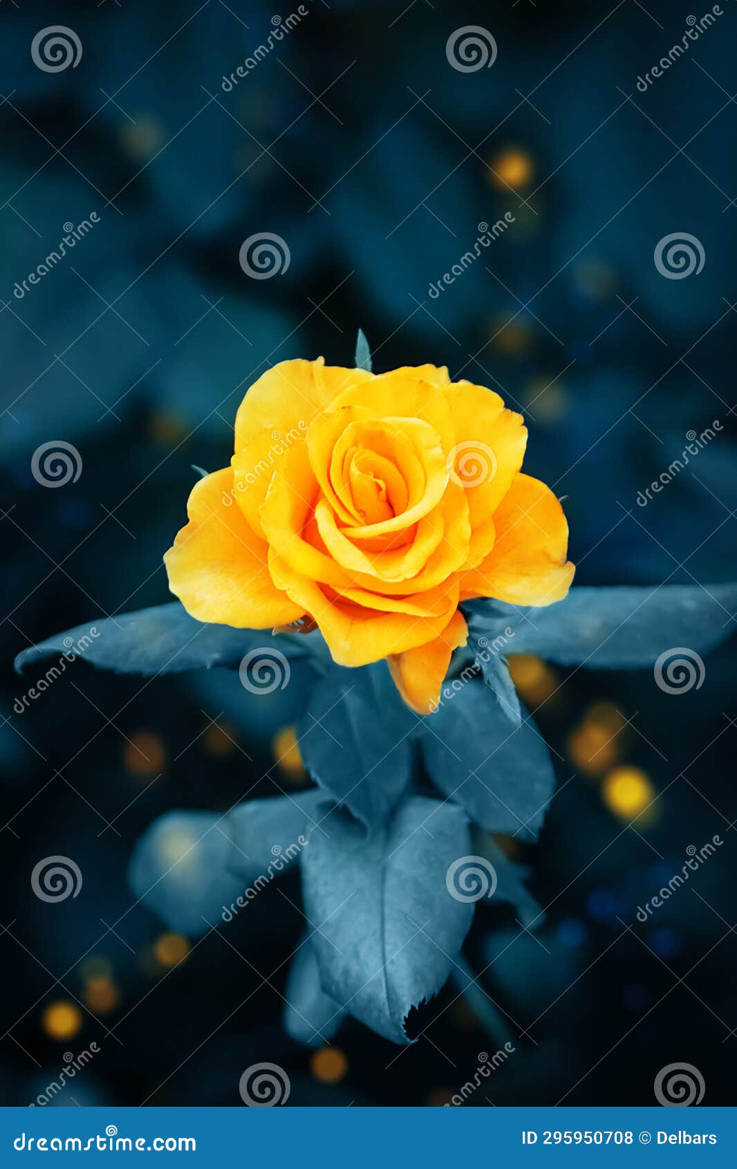 Yellow Rose on a Blue Background. Stock Photo - Image of flower, bloom ...