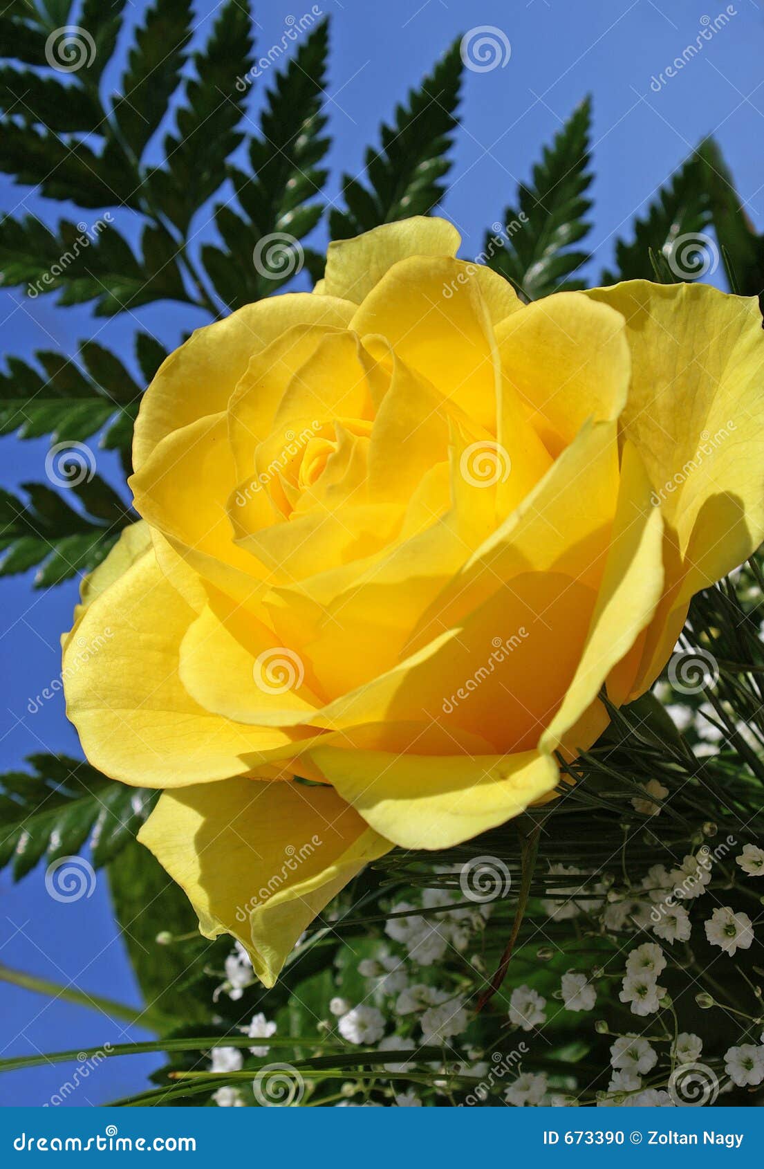 Yellow rose bouquet stock photo. Image of bloom, flower - 673390