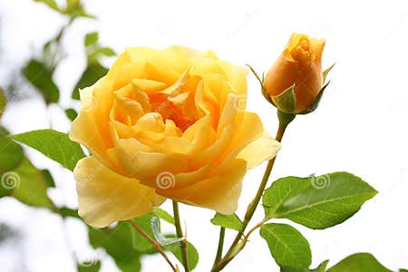 Yellow rose with a bud stock image. Image of horizontal - 14254569