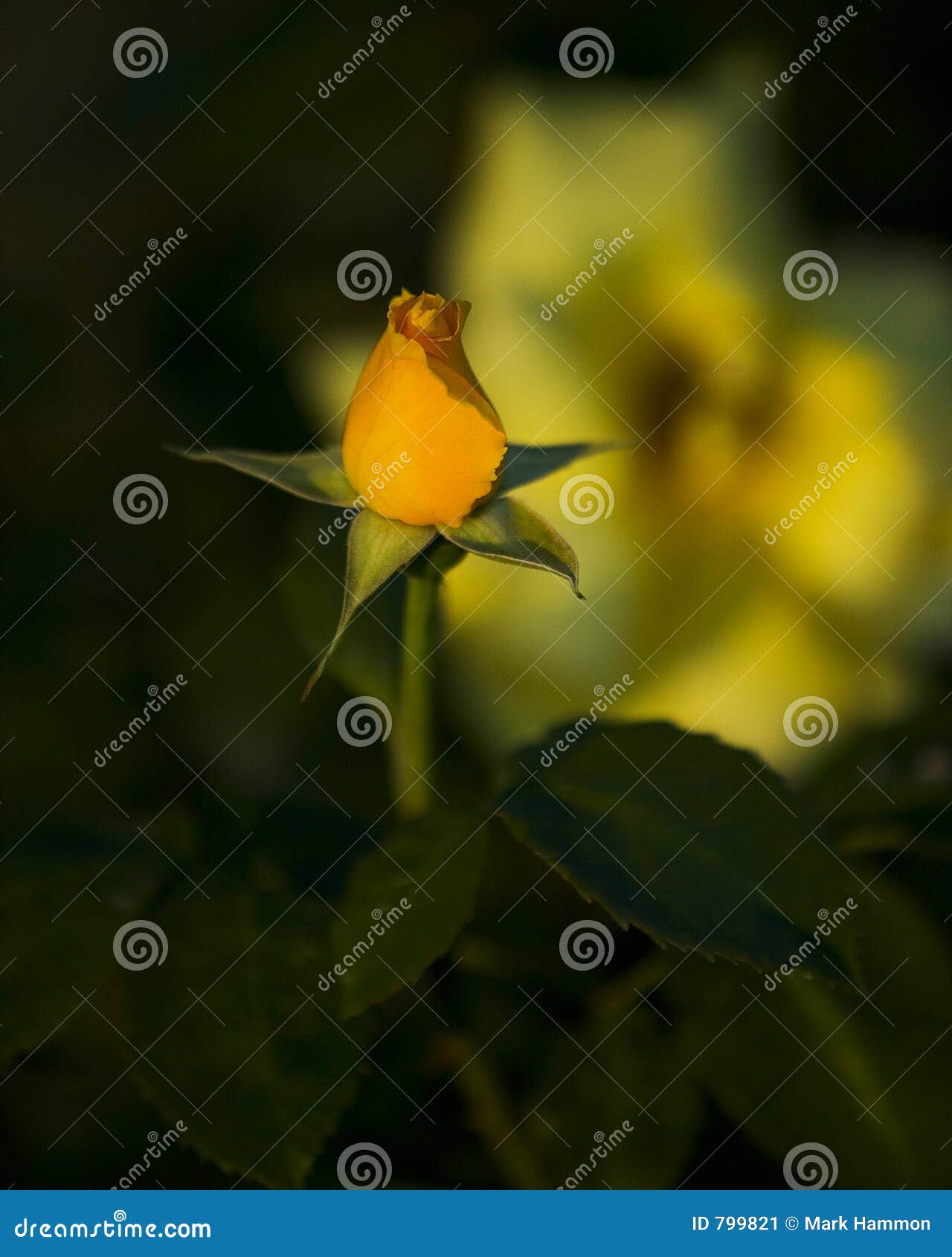 Yellow Rose Bud stock image. Image of background, rose - 799821