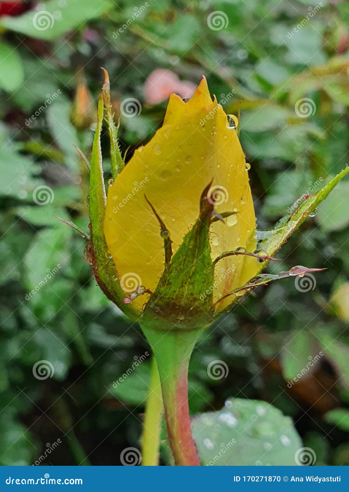 A Yellow Rose Bud in the Garden Stock Photo - Image of floral, rose ...