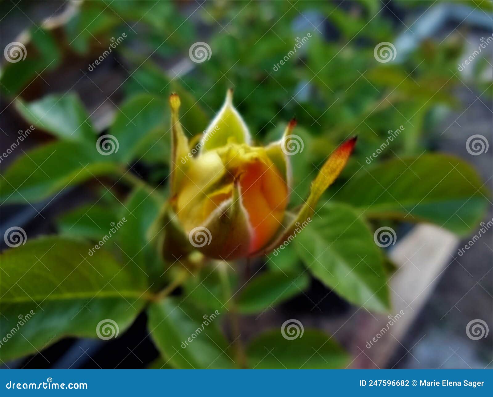 Rose Bud Ready to Bloom stock photo. Image of nature - 247596682