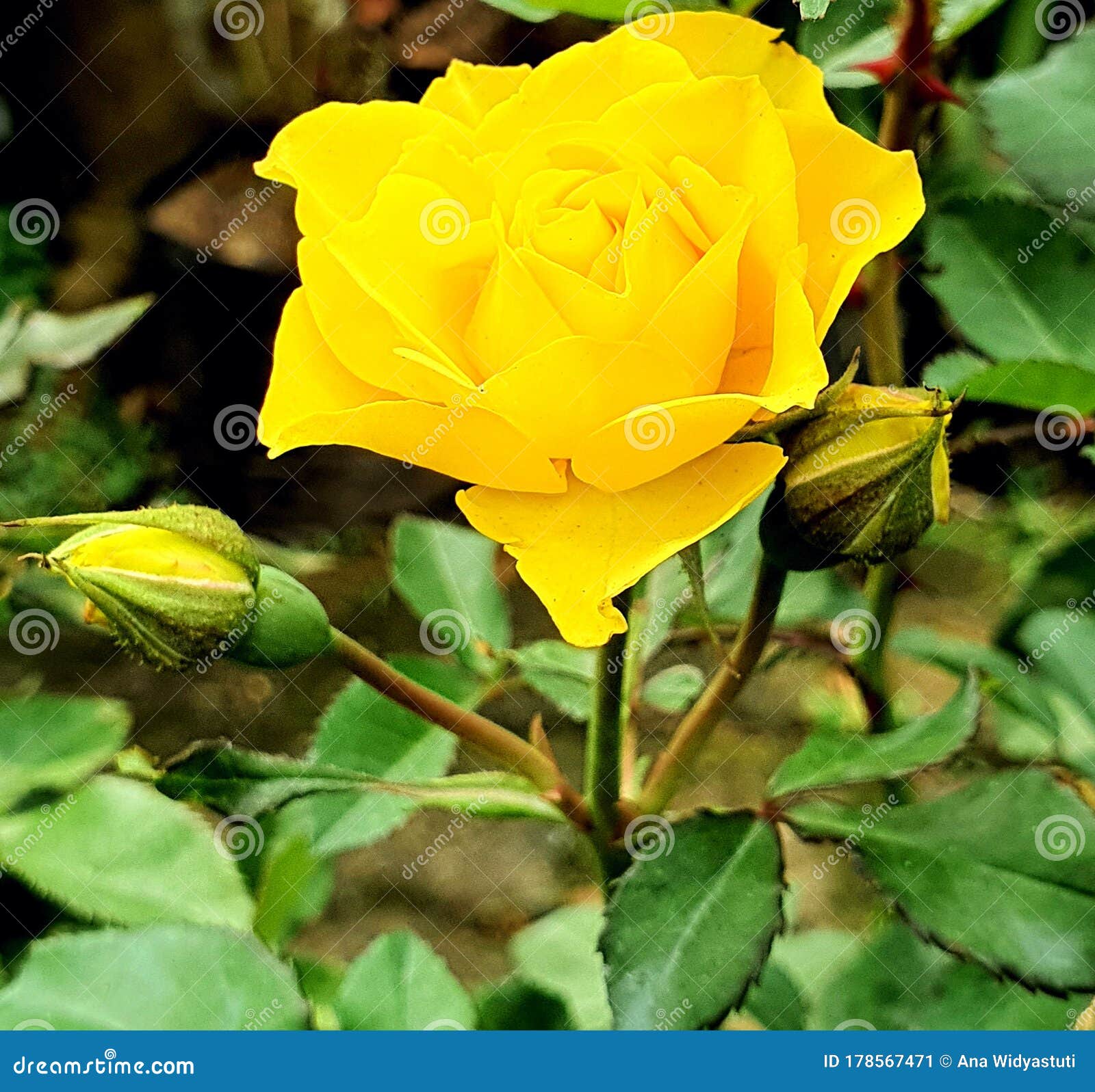 A Yellow Rose and Bud Roses in the Park Stock Image - Image of rose ...