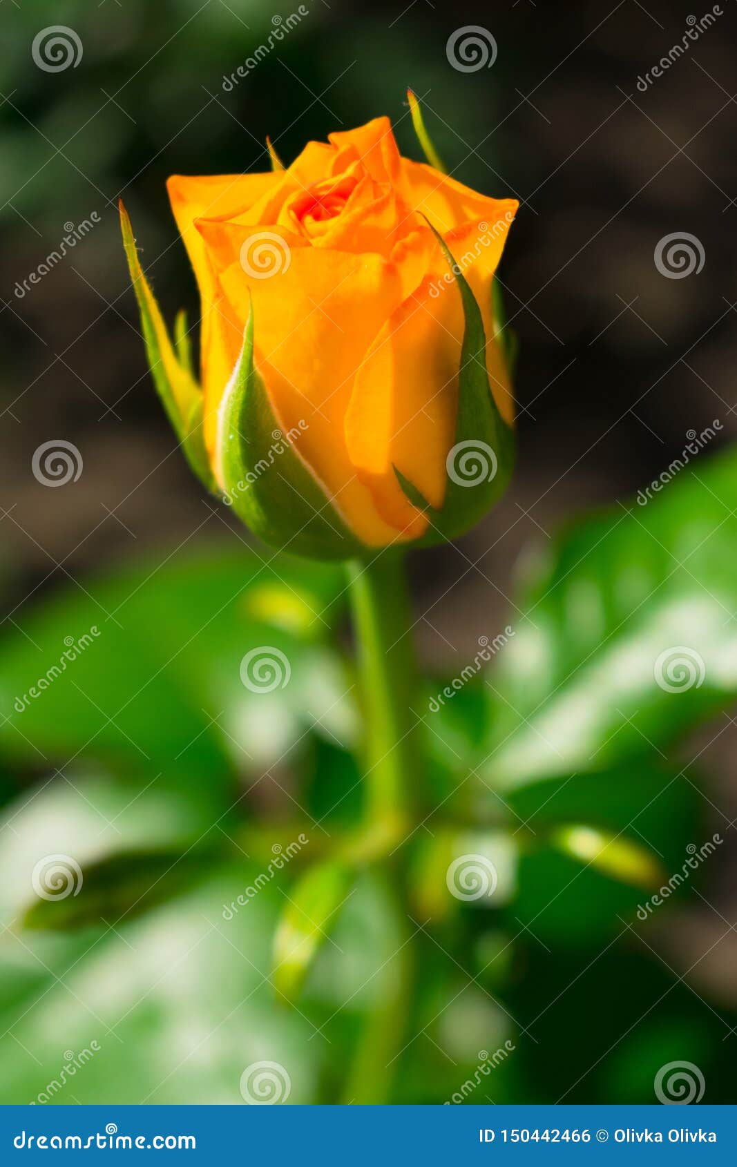 Yellow Rose. Unopened Rose Bud in the Garden Stock Photo - Image of ...