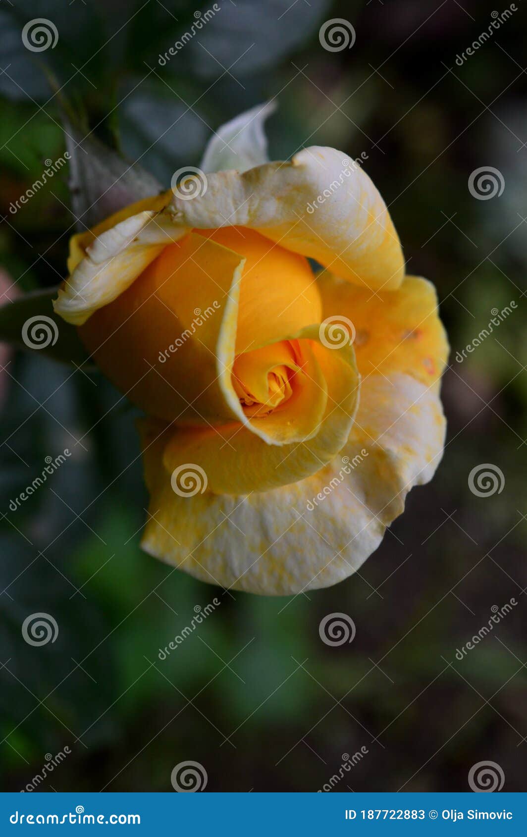 Yellow rose bud stock image. Image of spring, flower - 187722883