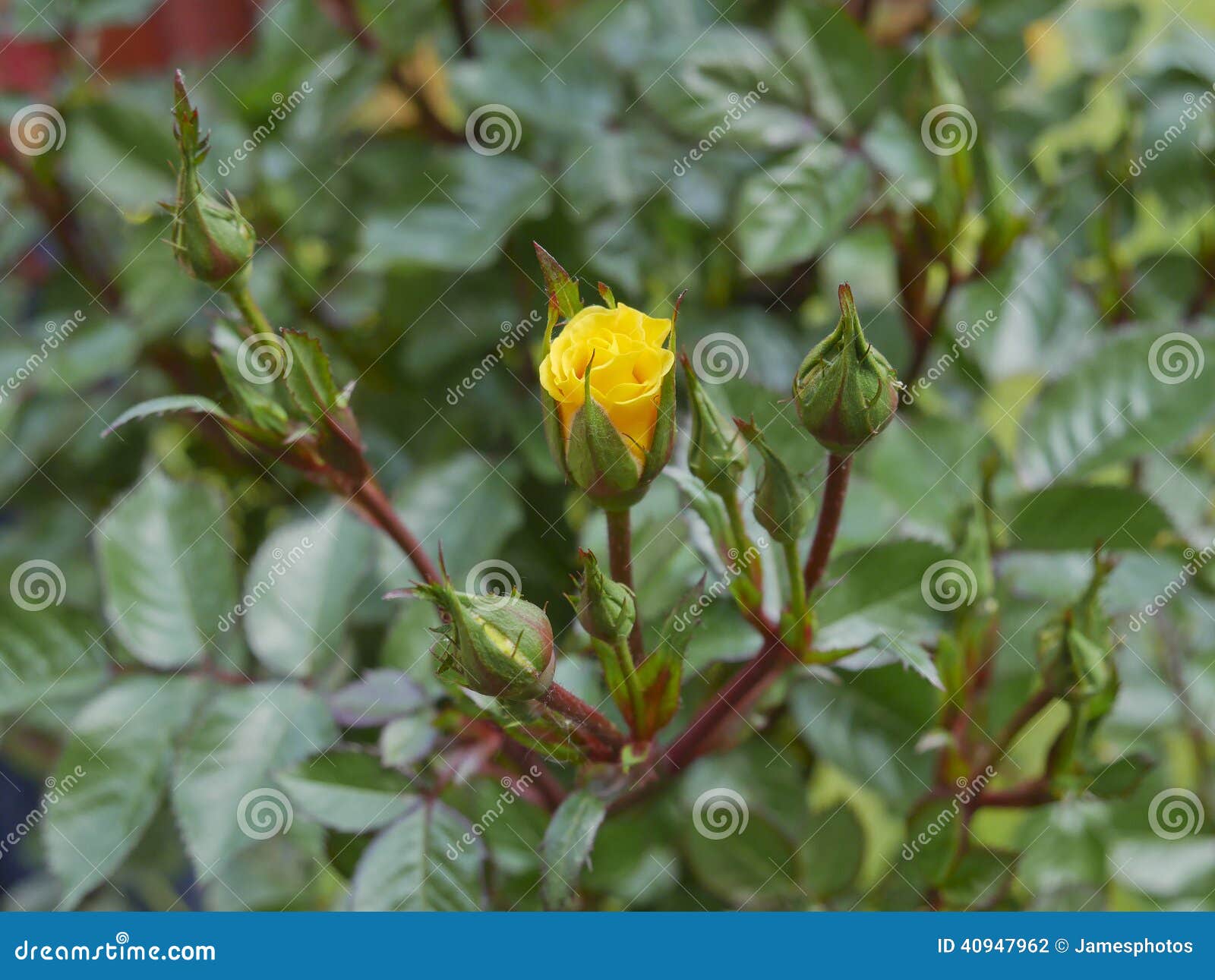 Yellow rose budding stock photo. Image of rose, environment - 40947962
