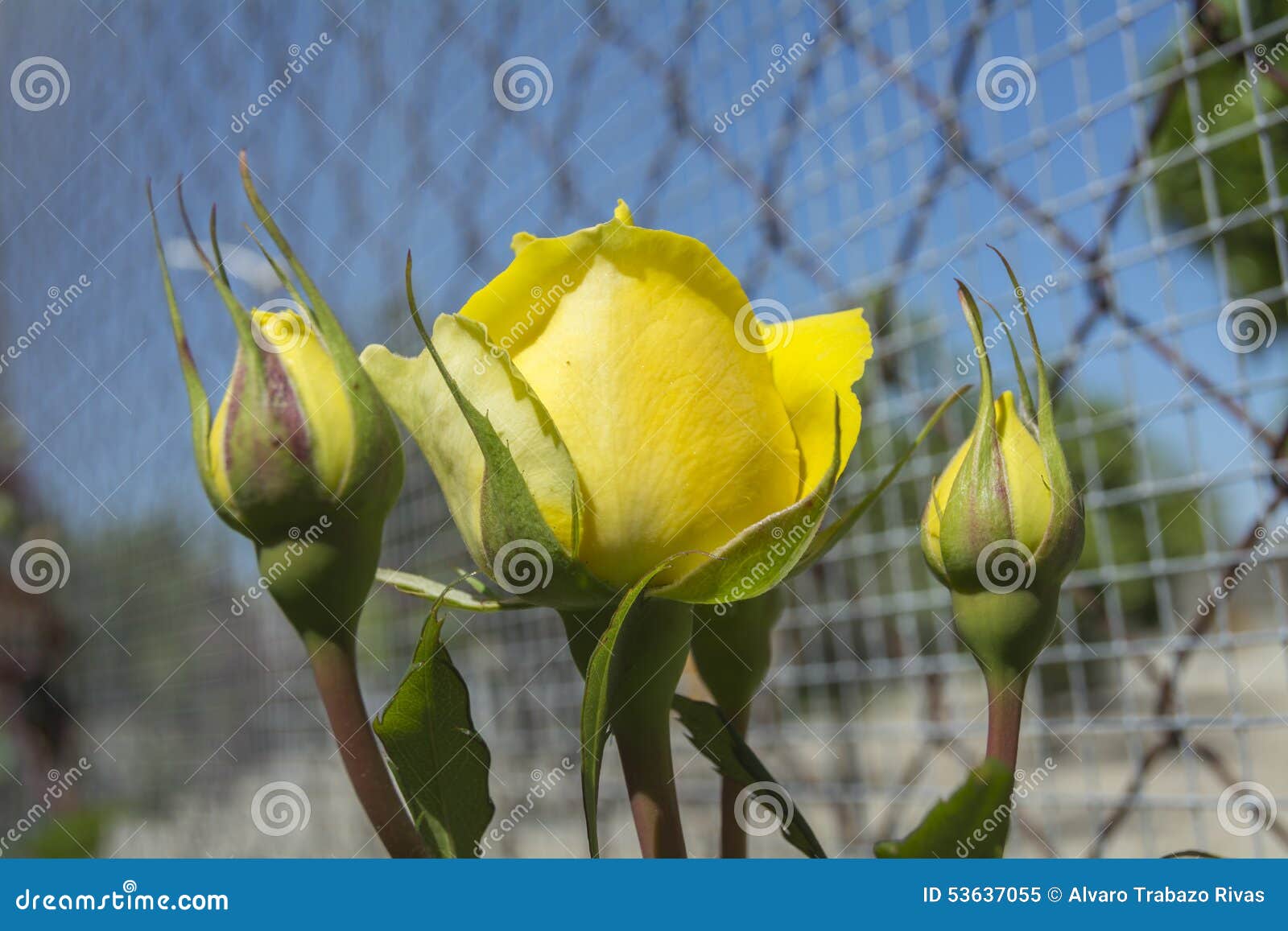 Yellow rose buds stock image. Image of anniversary, decorative - 53637055