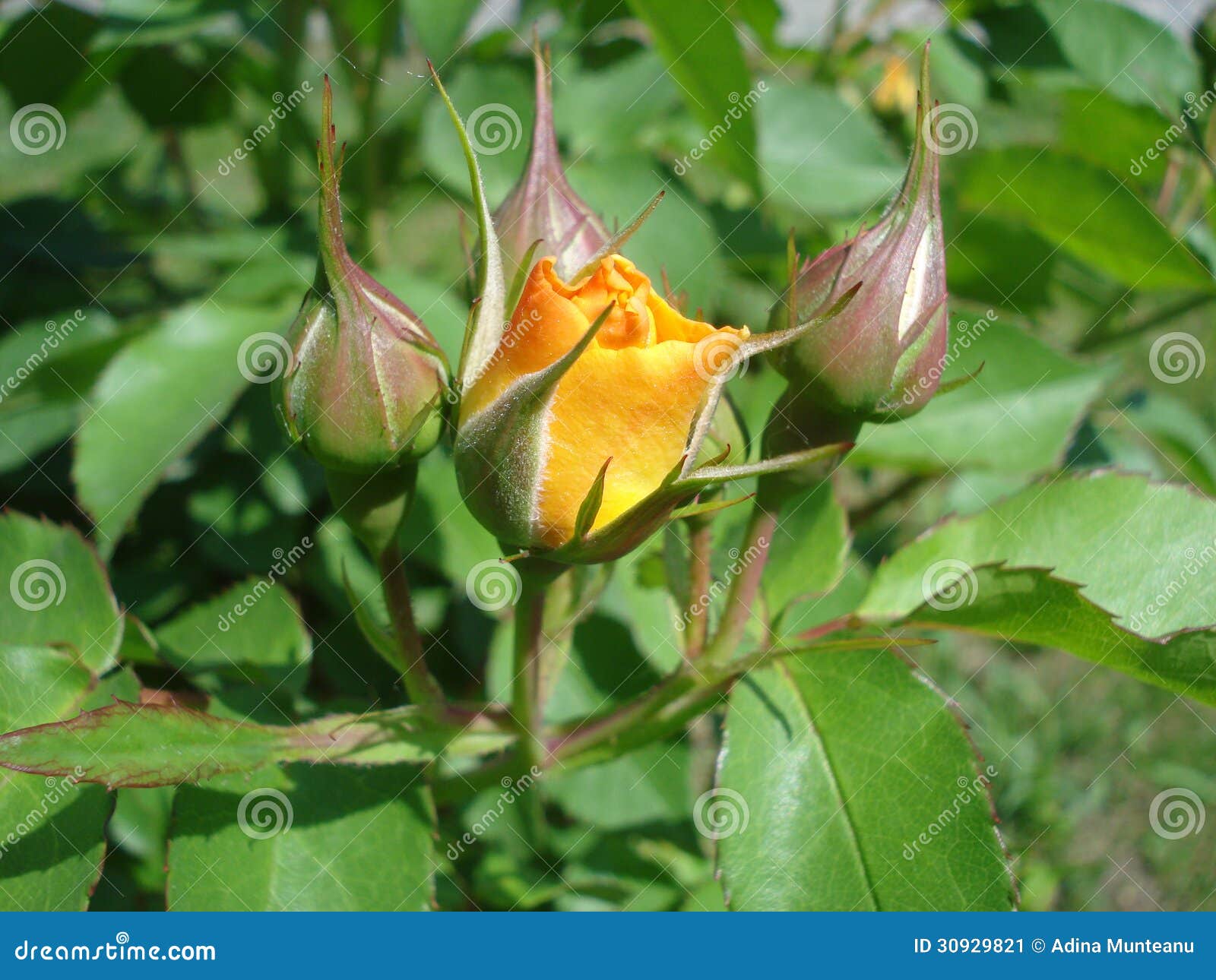 Yellow rose buds stock image. Image of horticulture, decorative - 30929821