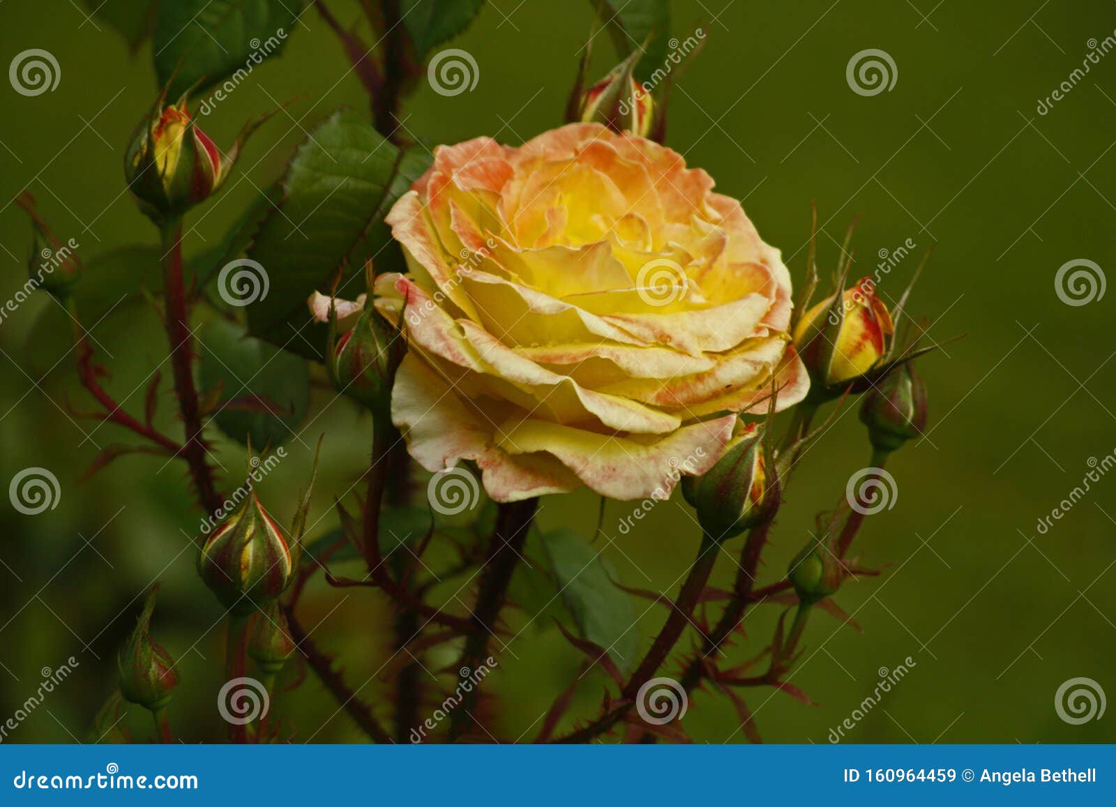 Yellow rose with buds stock image. Image of bloom, open - 160964459