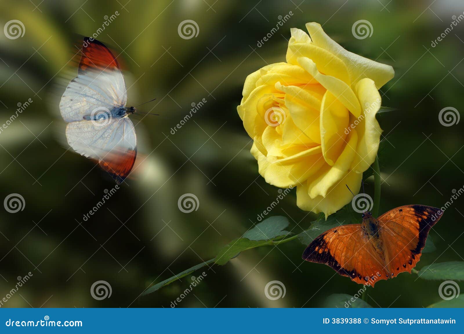 Yellow Rose butterfly stock photo. Image of friends, roses - 3839388