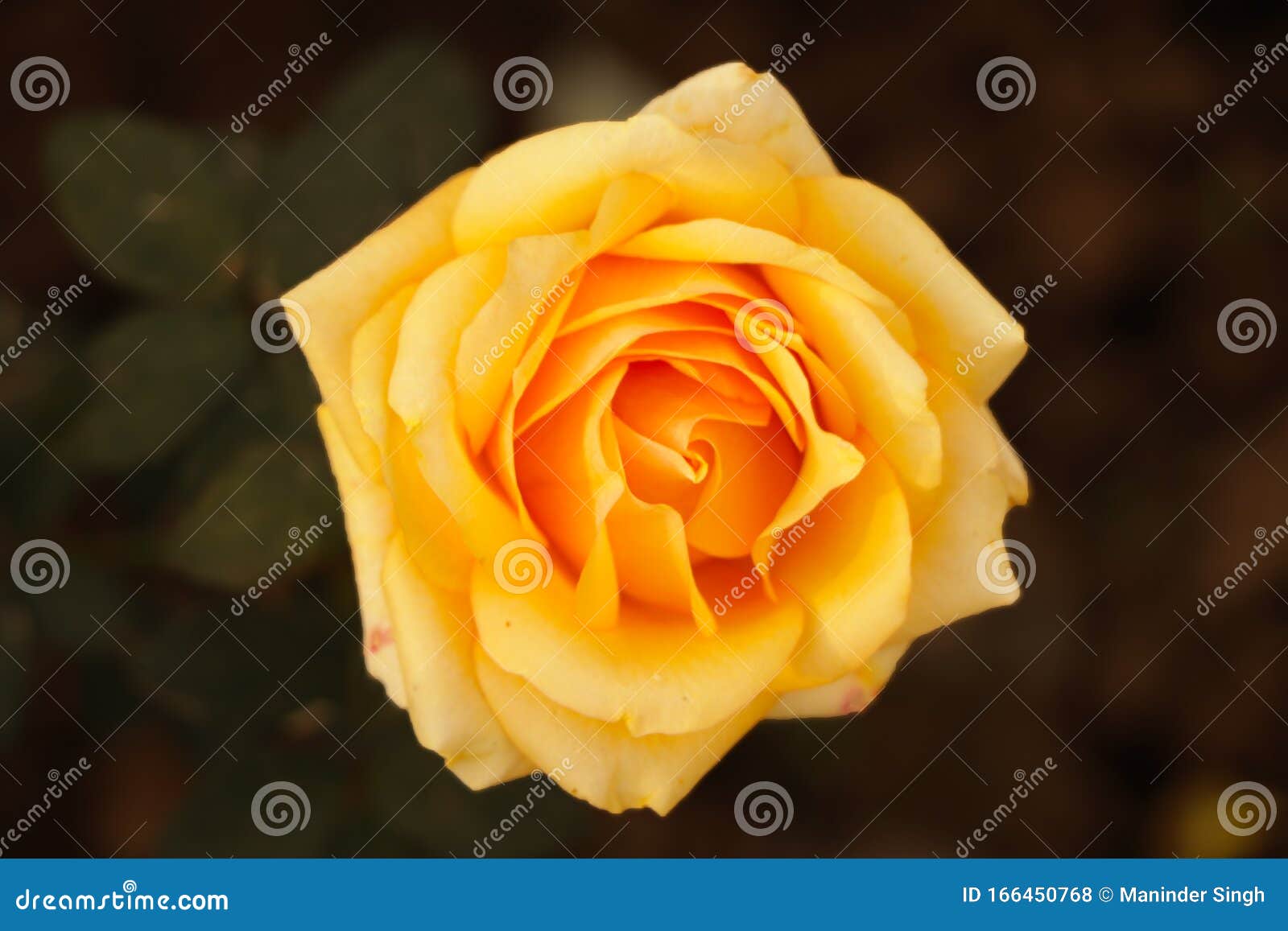 Yellow Rose or Candlelight Rose Stock Photo - Image of rays, pink ...