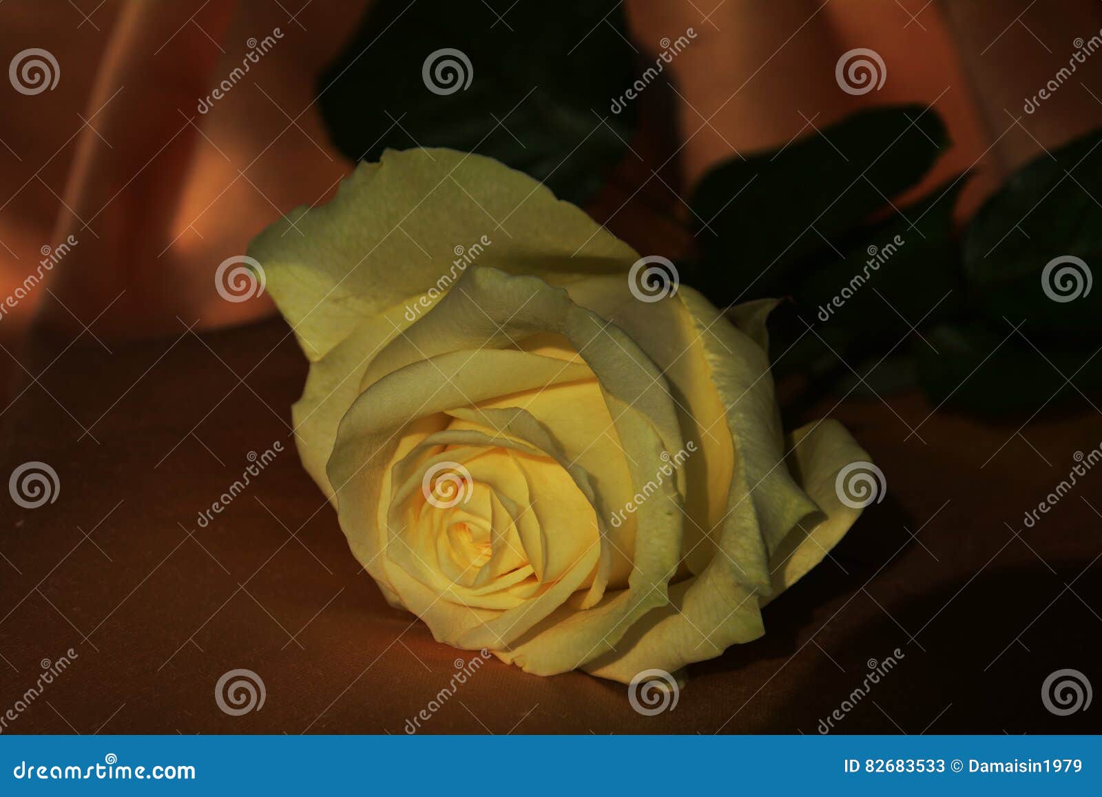 Yellow Rose Chiaroscuro Background Photos - Free & Royalty-Free Stock ...