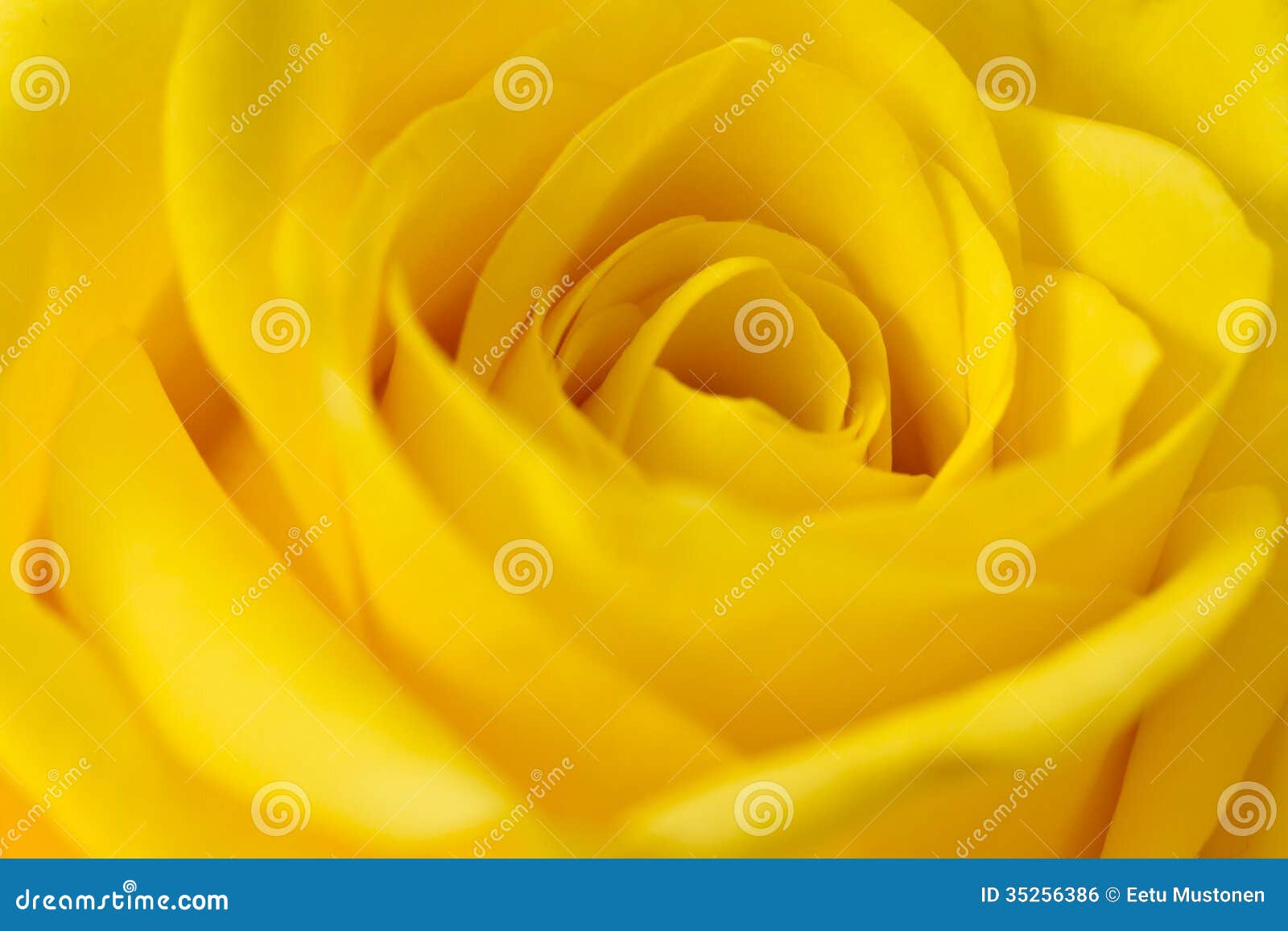 Yellow Rose stock photo. Image of romantic, color, romance - 35256386