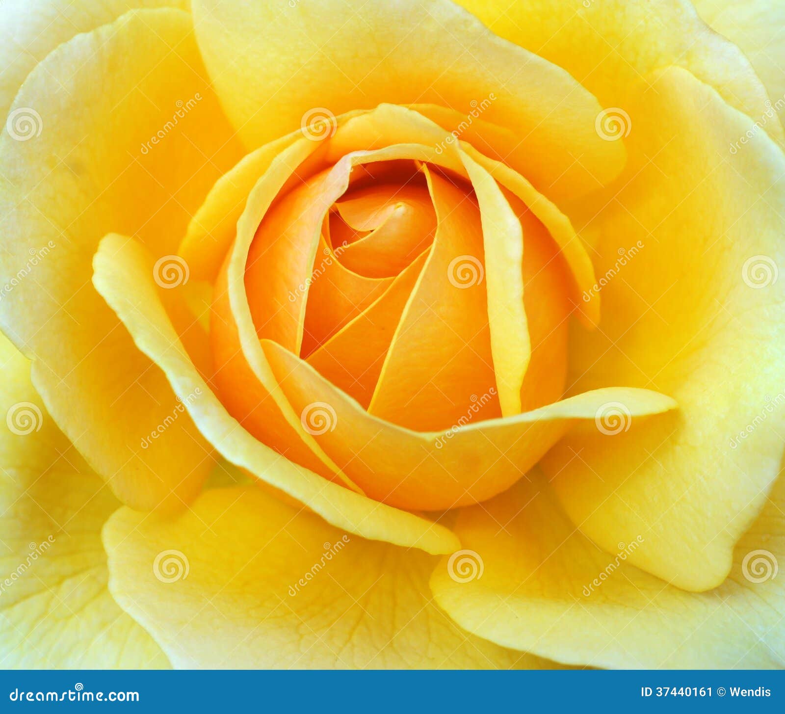 Yellow Rose stock image. Image of single, anniversary - 37440161