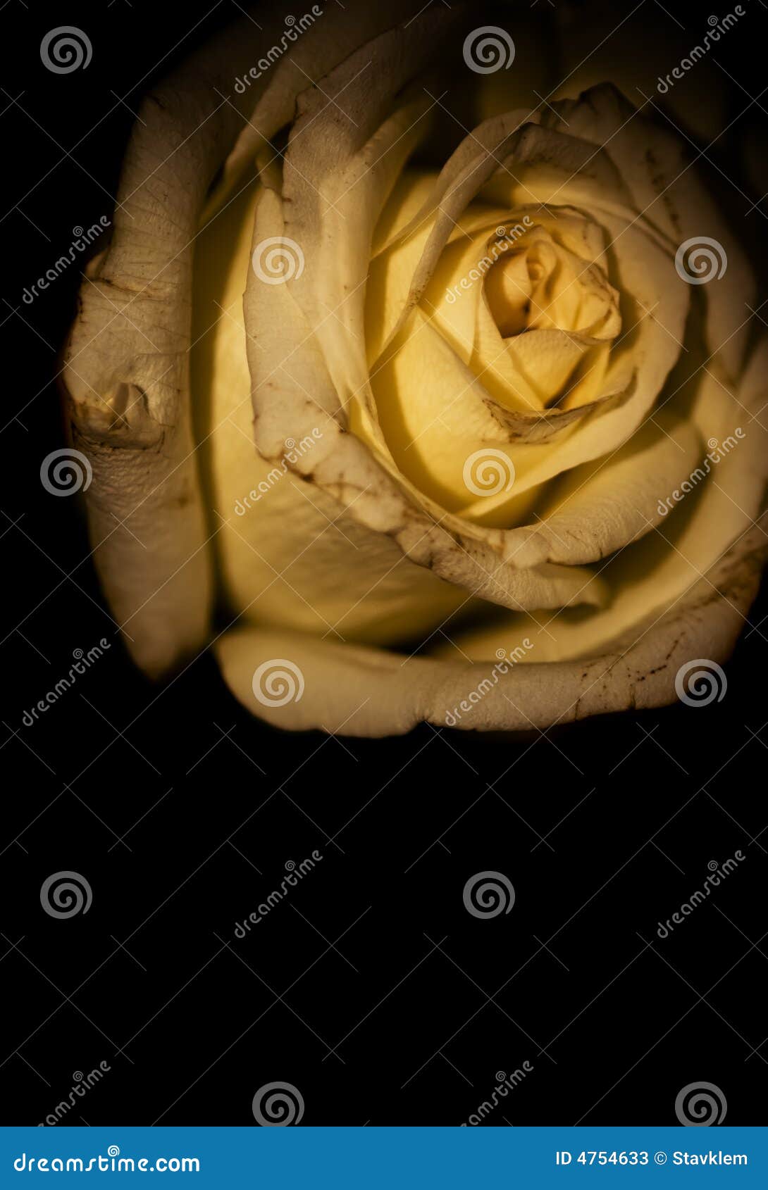 Yellow rose close-up stock image. Image of back, blooming - 4754633