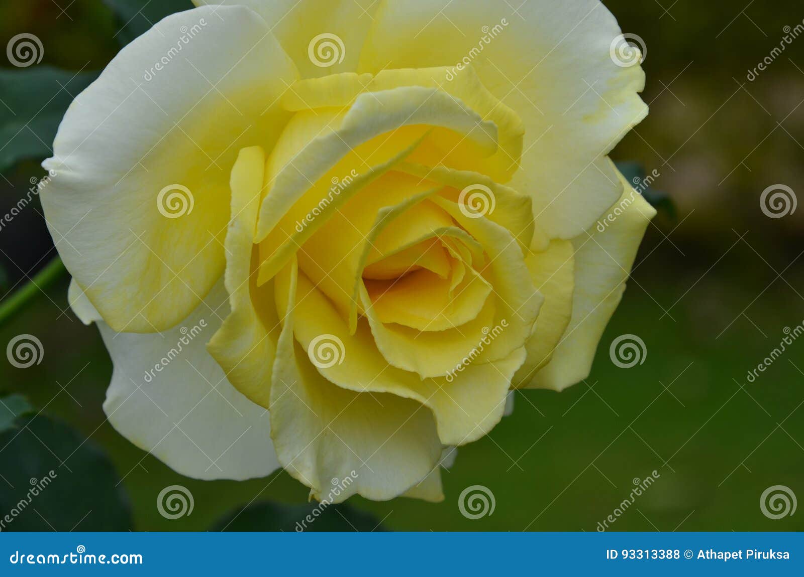 Yellow rose close up stock photo. Image of amazing, rose - 93313388