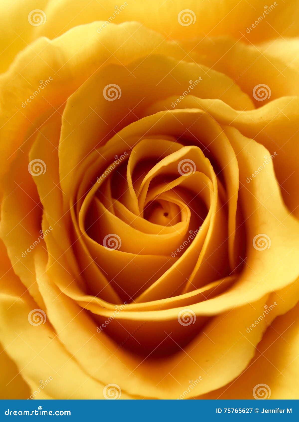 Yellow rose stock image. Image of gift, flora, frame - 75765627