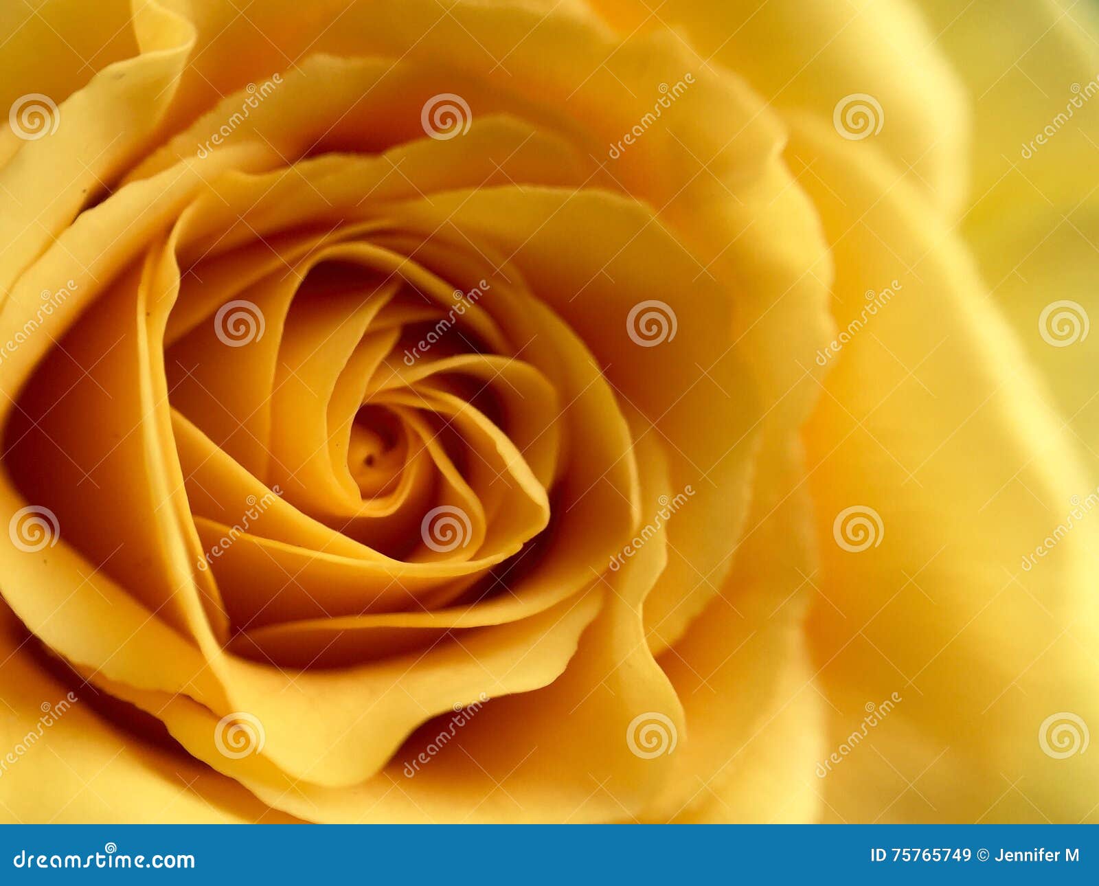 Yellow rose stock image. Image of macro, delicate, isolation - 75765749