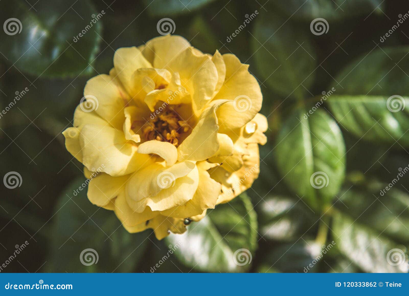 Yellow rose stock photo. Image of love, flower, rain - 120333862