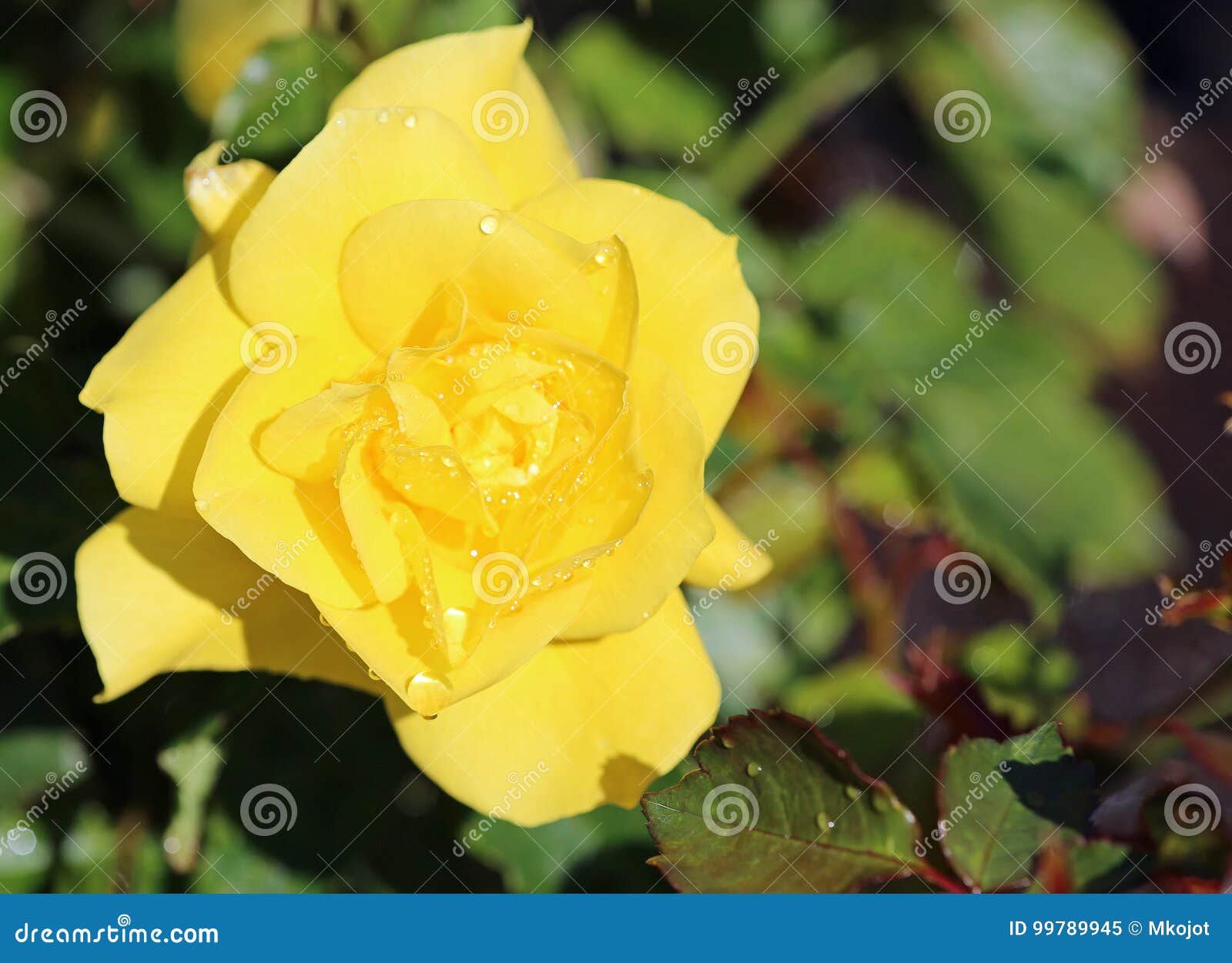Yellow Rose stock image. Image of petals, close, bloom - 99789945