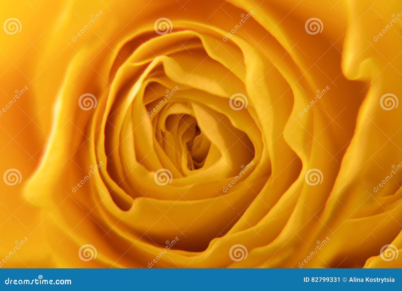 Yellow rose close up stock image. Image of bunch, single - 82799331