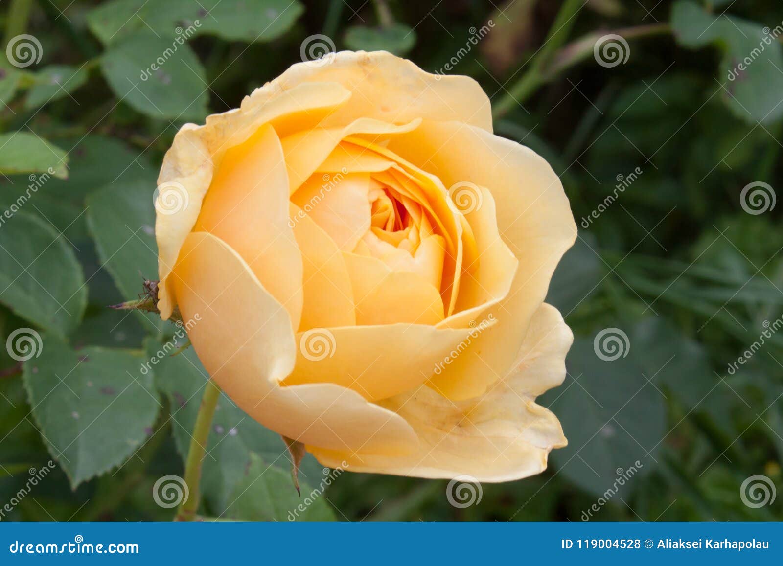Yellow Rose Close Up in Summer Garden Stock Photo - Image of ...