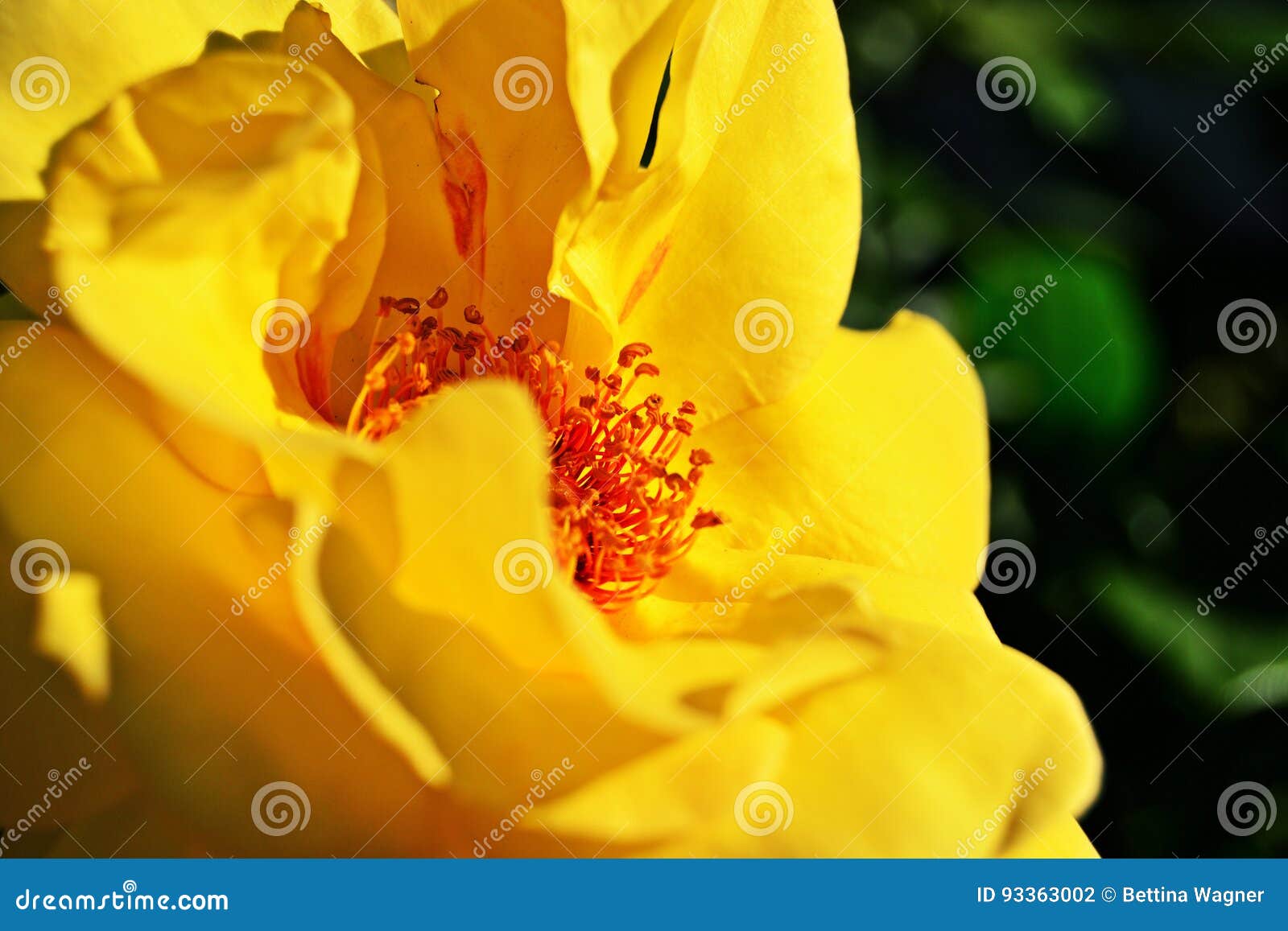 Yellow rose stock photo. Image of gardening, nature, summer - 93363002
