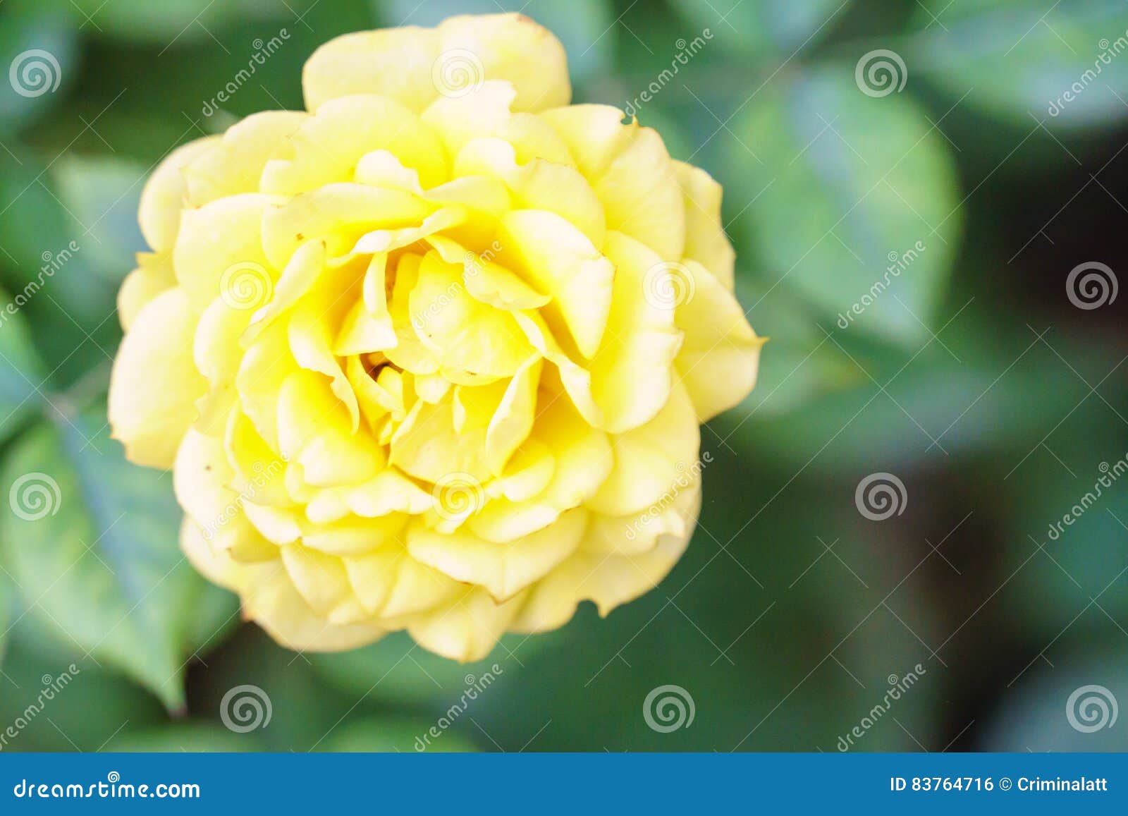 Yellow rose close up stock photo. Image of fresh, beautiful - 83764716