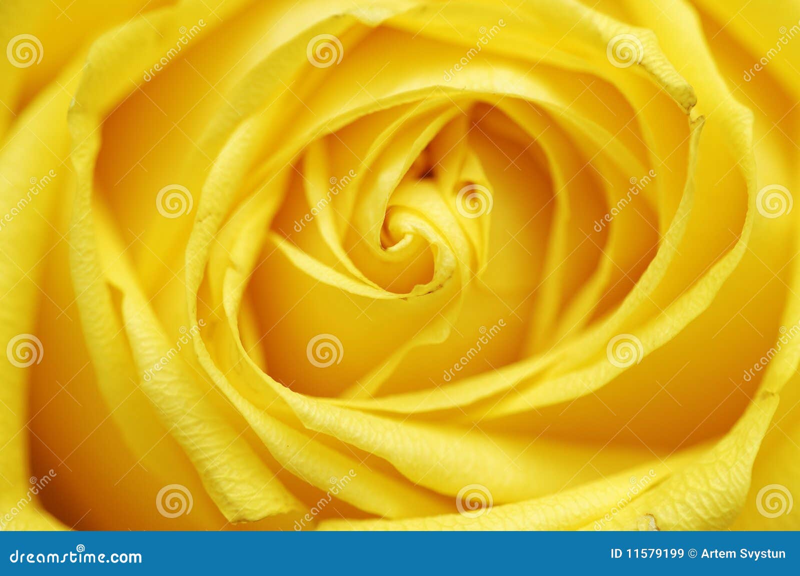 Yellow rose closeup stock image. Image of rose, head - 11579199