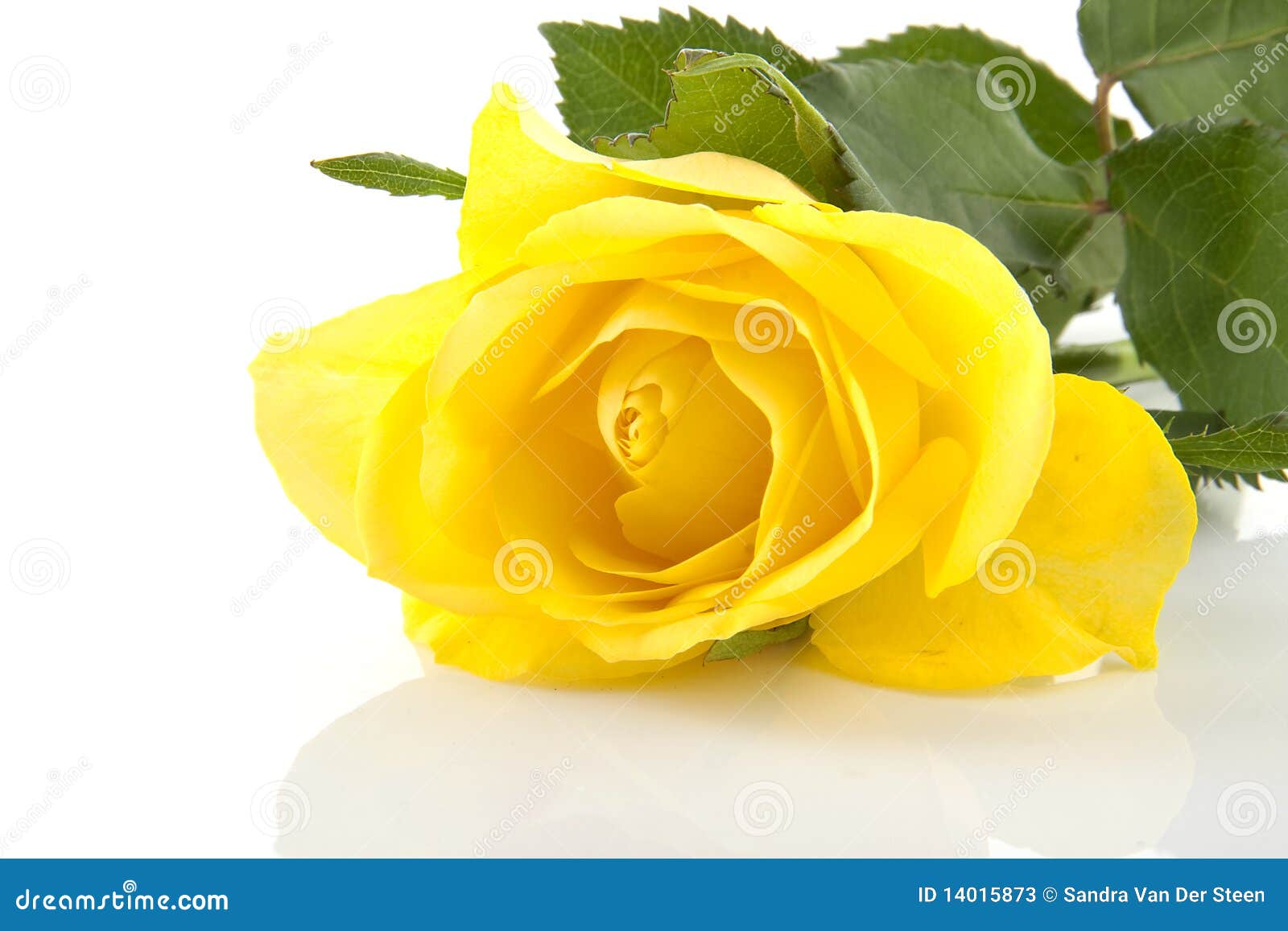 Yellow rose in closeup stock image. Image of white, nature - 14015873