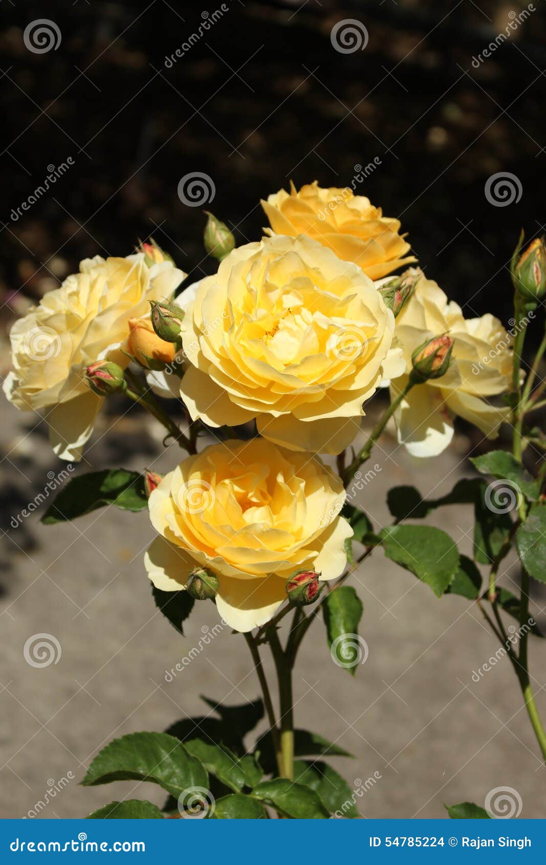 Yellow rose cluster stock photo. Image of yellow, full - 54785224
