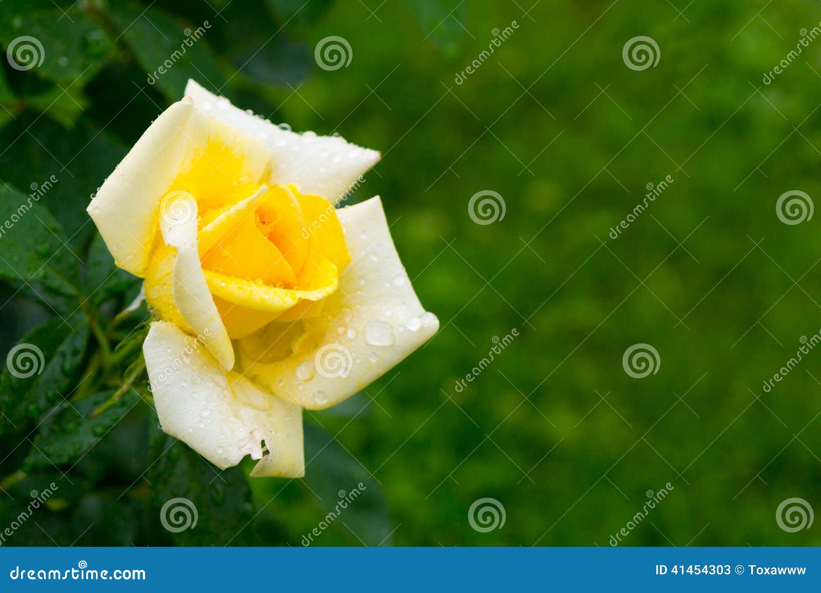 Yellow rose with dew drops stock image. Image of roses - 41454303
