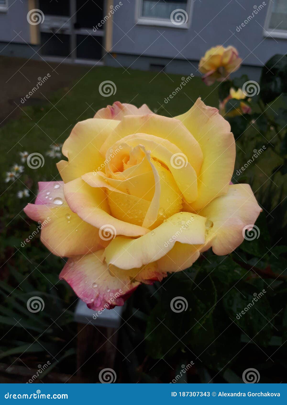 Yellow Rose with Dew and Rain Drops in Grey Rainy Day Stock Image ...