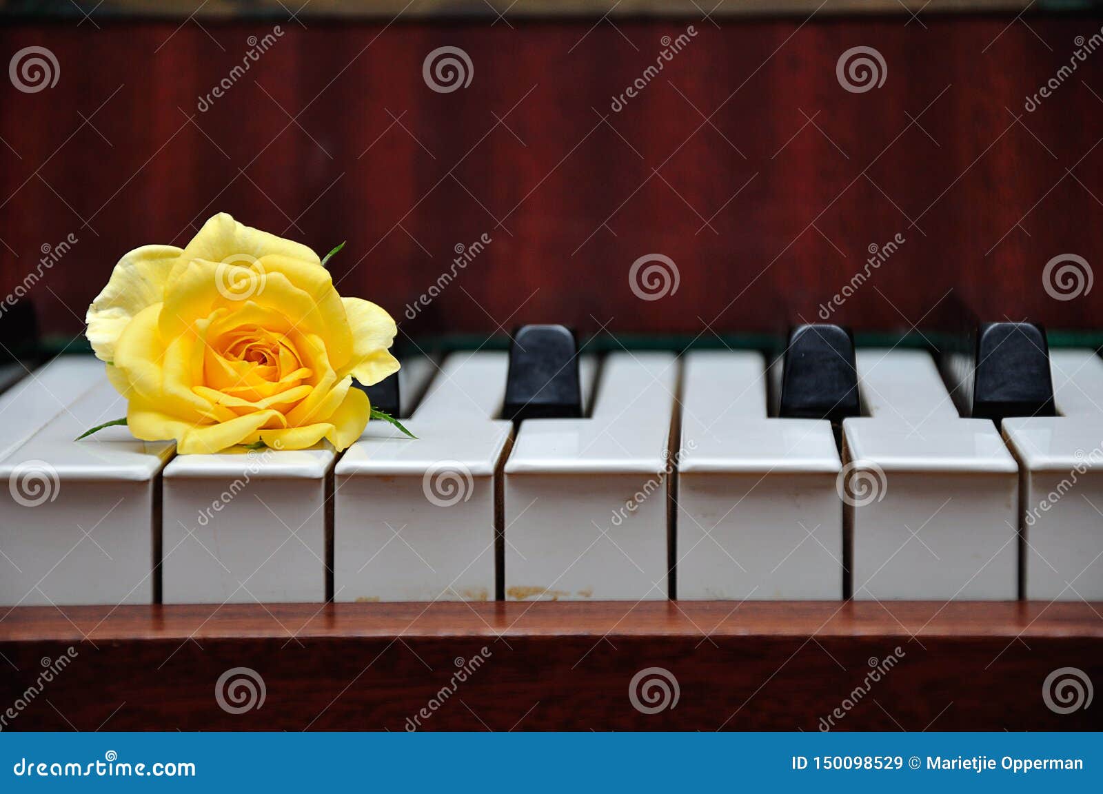 A Yellow Rose Displayed on Top of Piano Keys Stock Image - Image of ...