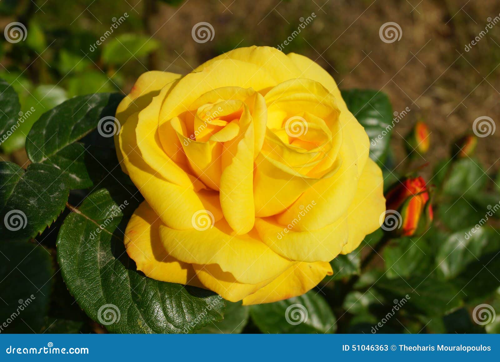 Yellow rose stock image. Image of rose, double, petals - 51046363