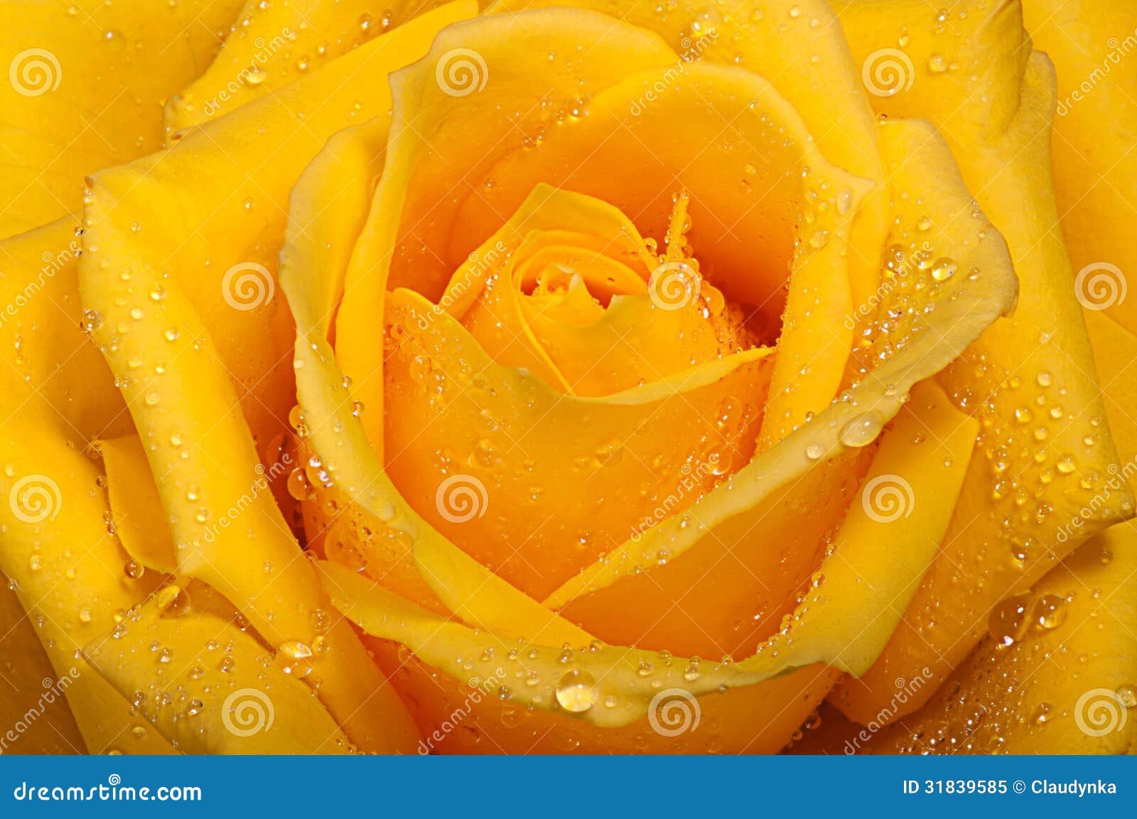 Yellow rose with drops. stock image. Image of delicate - 31839585