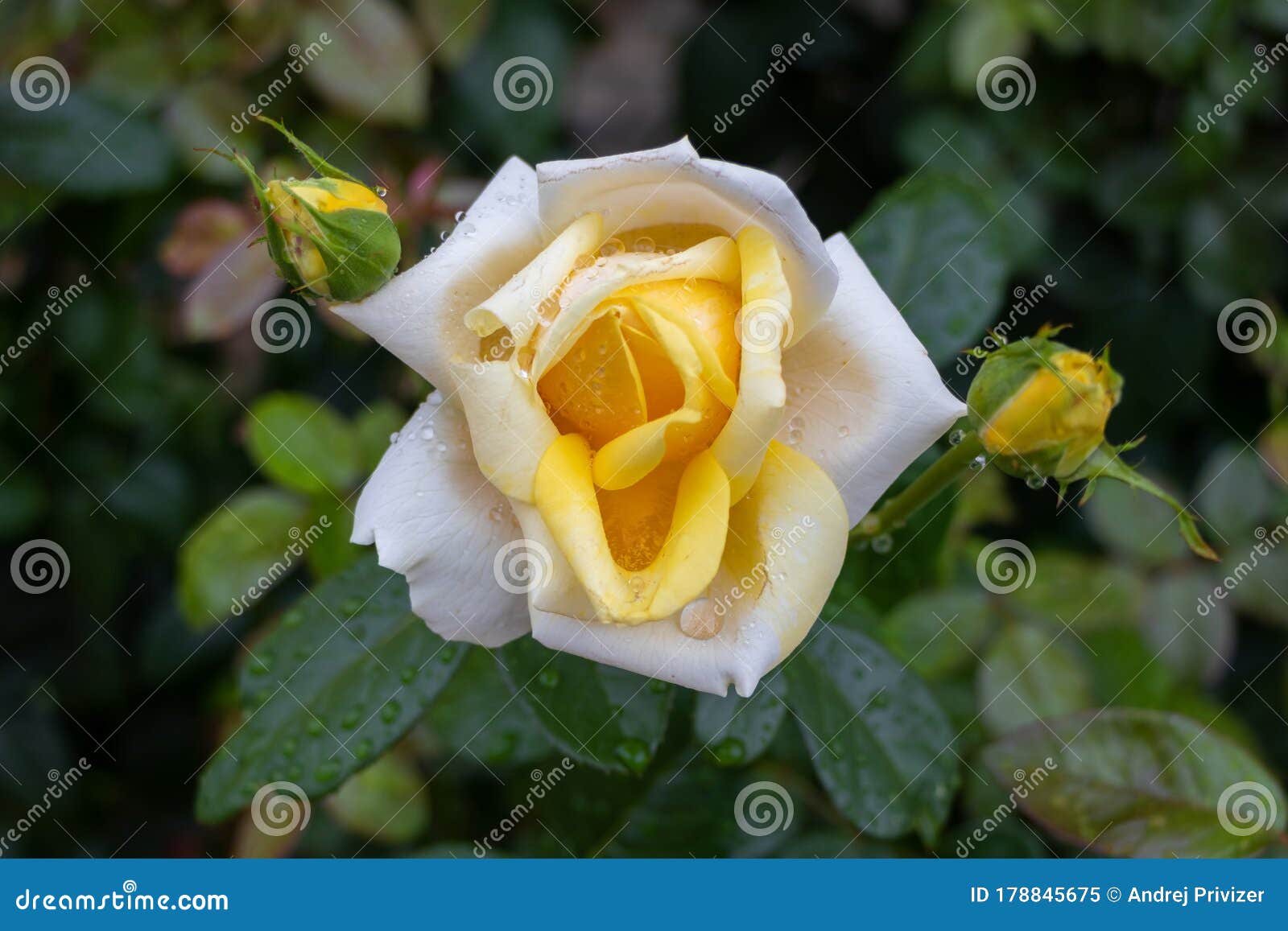 Yellow Rose with Drops of Dew Close Up Stock Image - Image of natural ...
