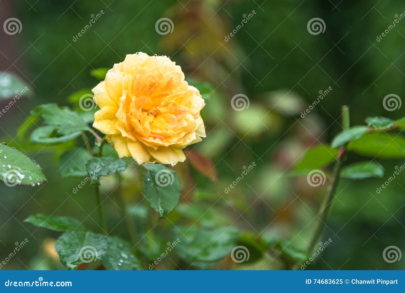 Yellow Rose with Drops of Dew in Garden Stock Image - Image of nature ...