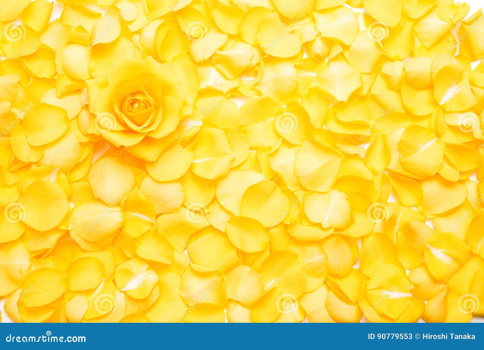 Yellow rose flower stock image. Image of bloom, botanical - 90779553
