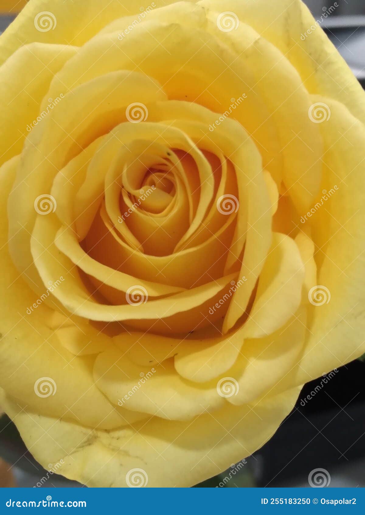 Yellow rose flower stock photo. Image of petals, nature - 255183250
