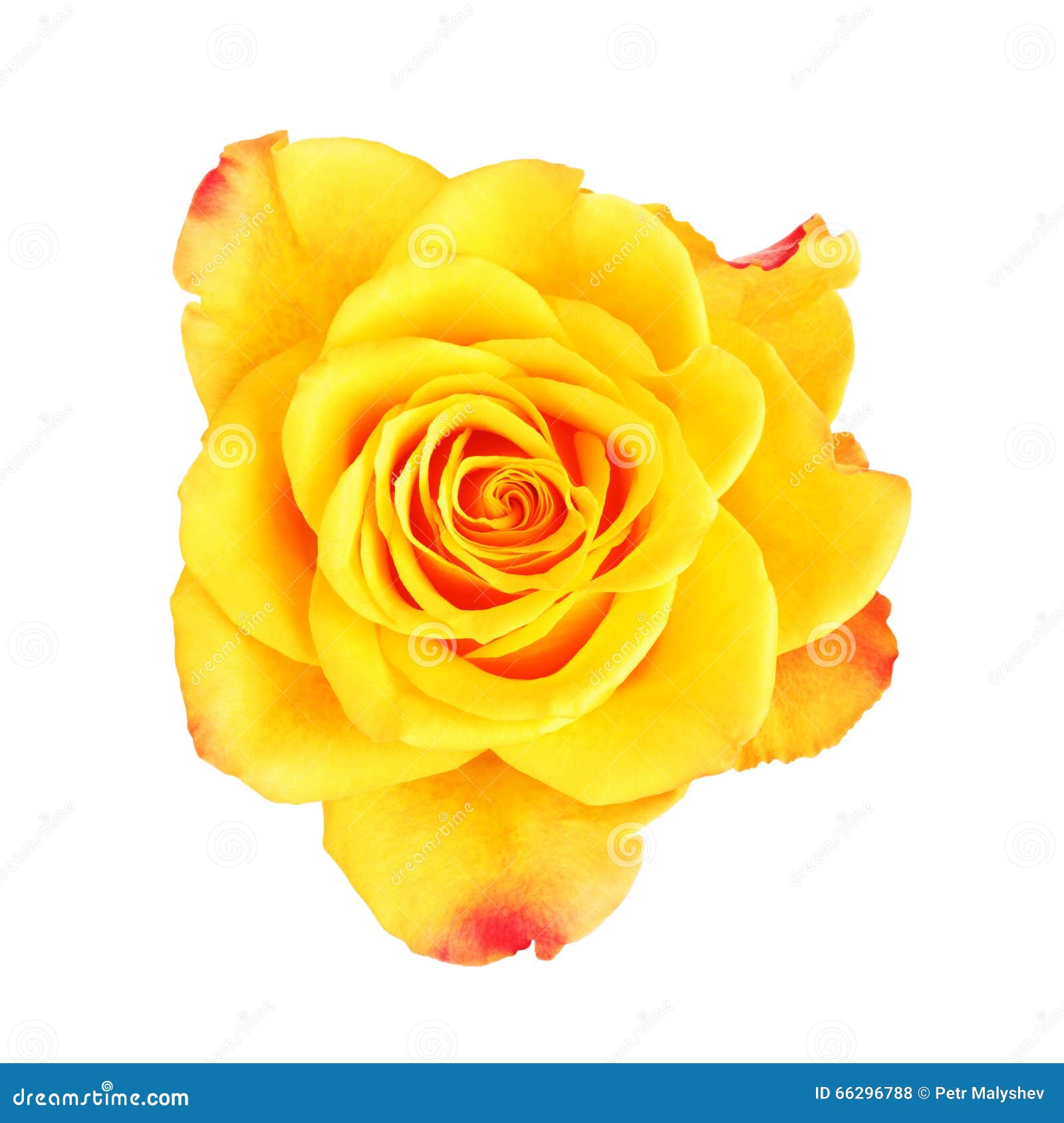 Yellow Rose Flower stock photo. Image of present, flora - 66296788