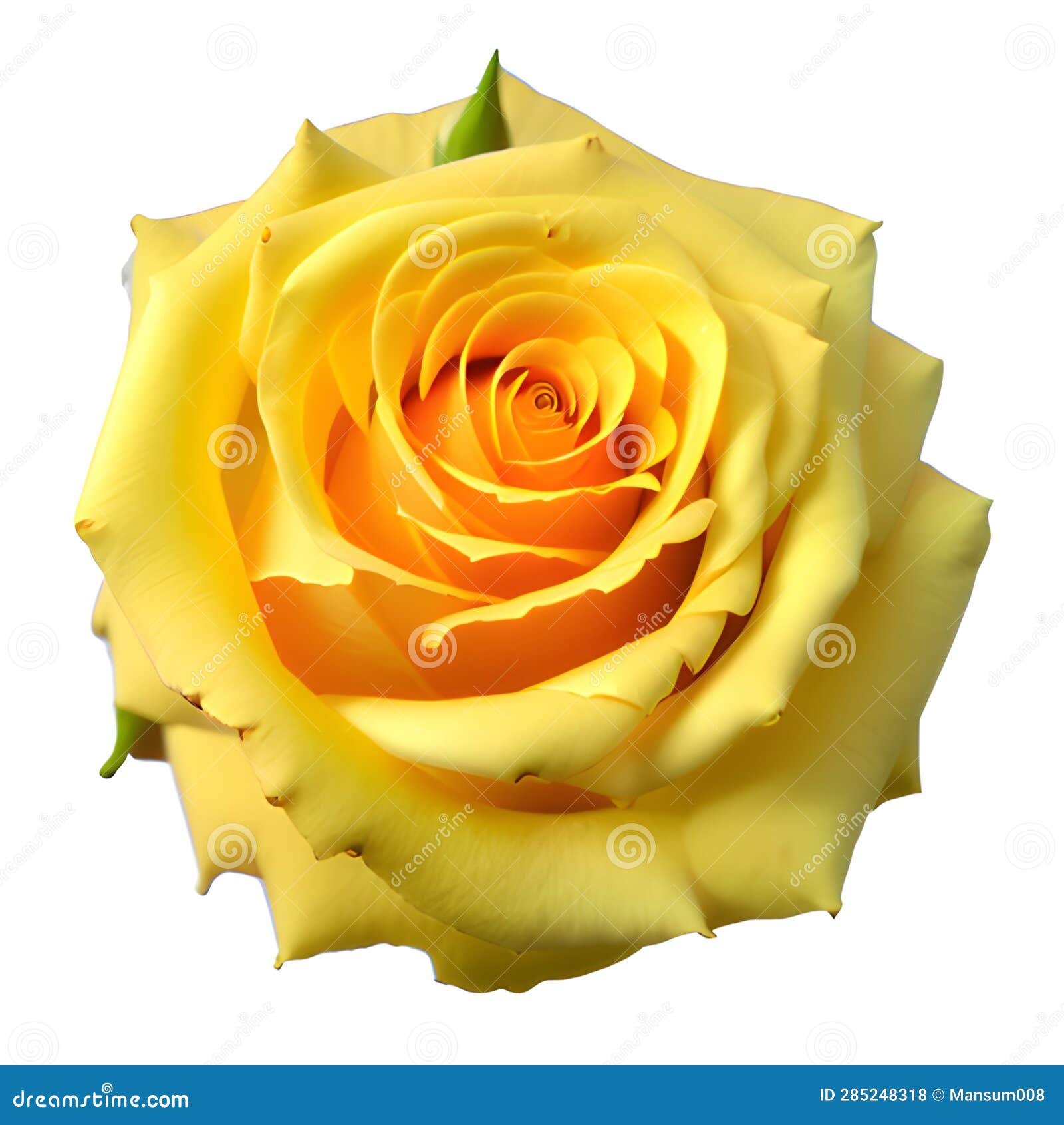 Yellow Rose Flower Top View Isolated on White Background, Ai Generated ...