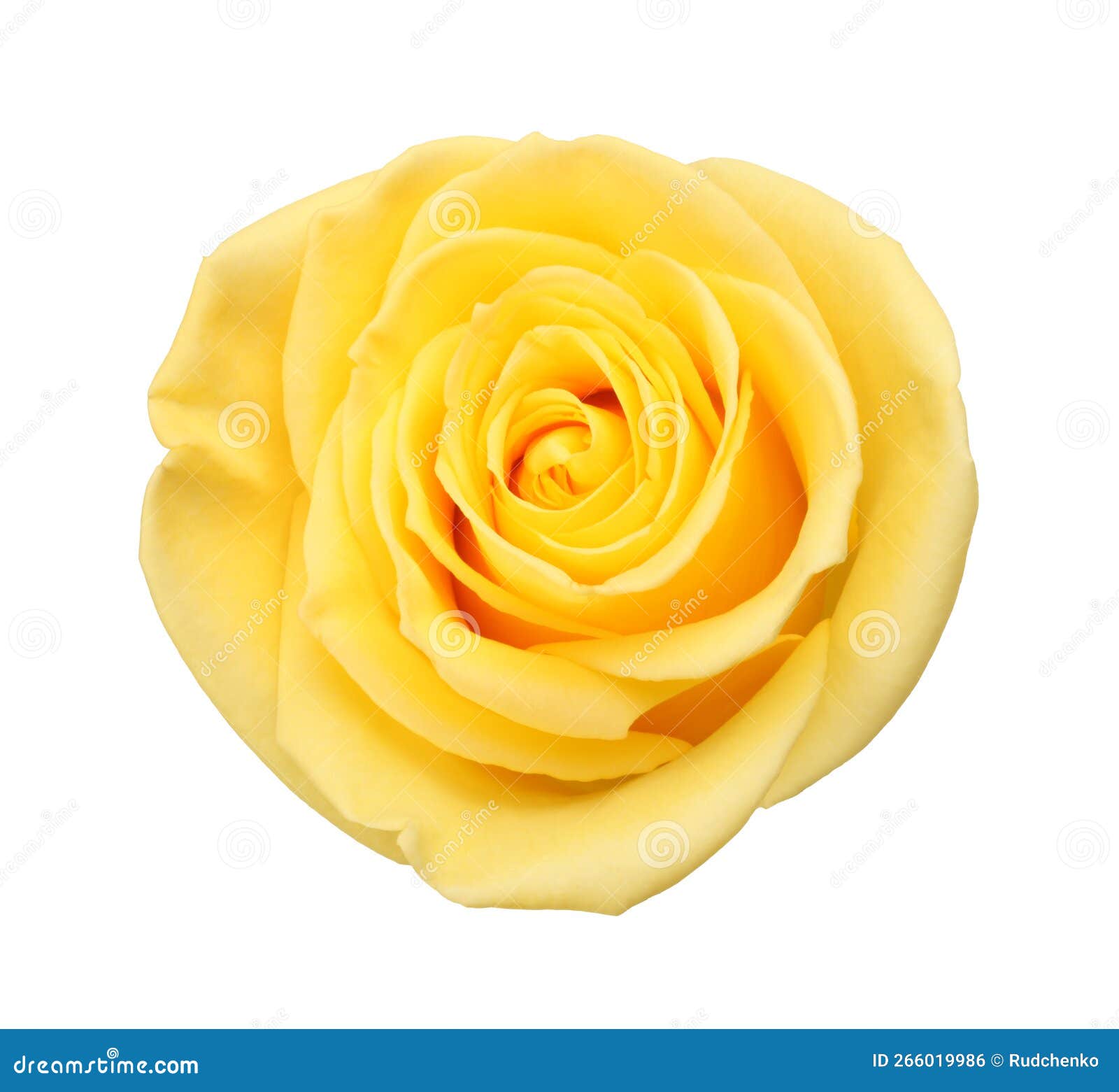Yellow Rose Flowers Isolated on White Background Stock Photo - Image of ...