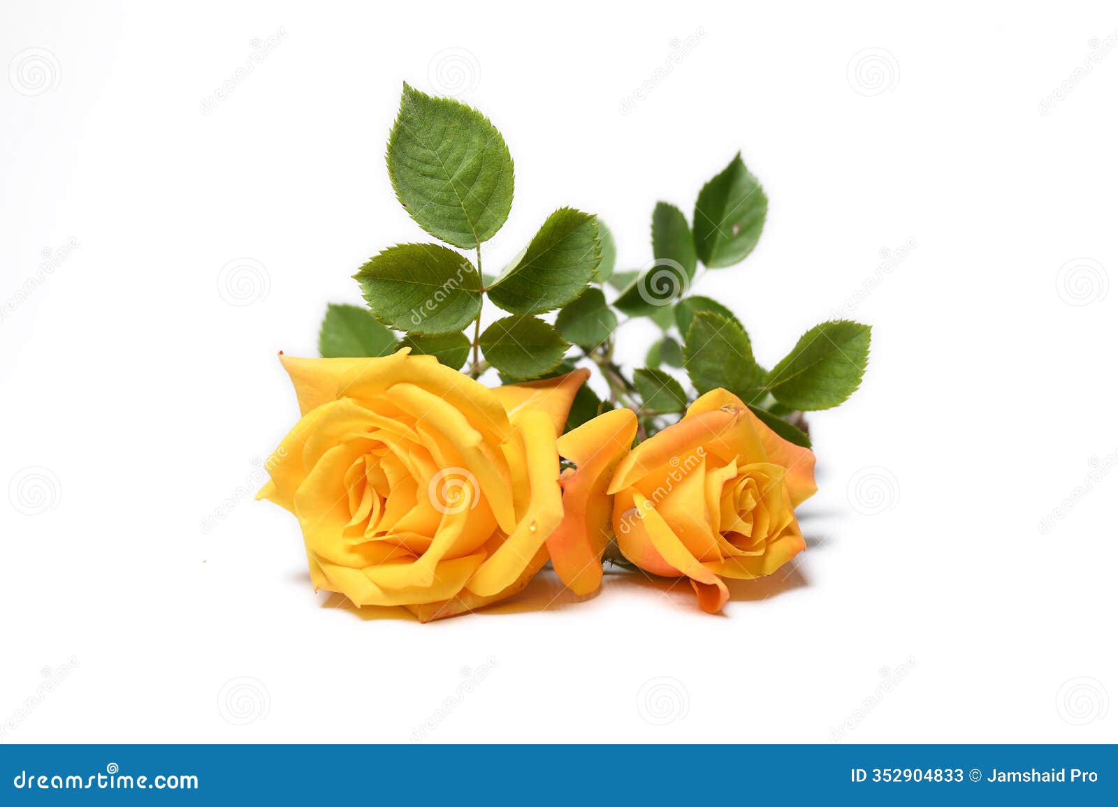 Yellow Rose Flowers on White Background Stock Image - Image of yellow ...