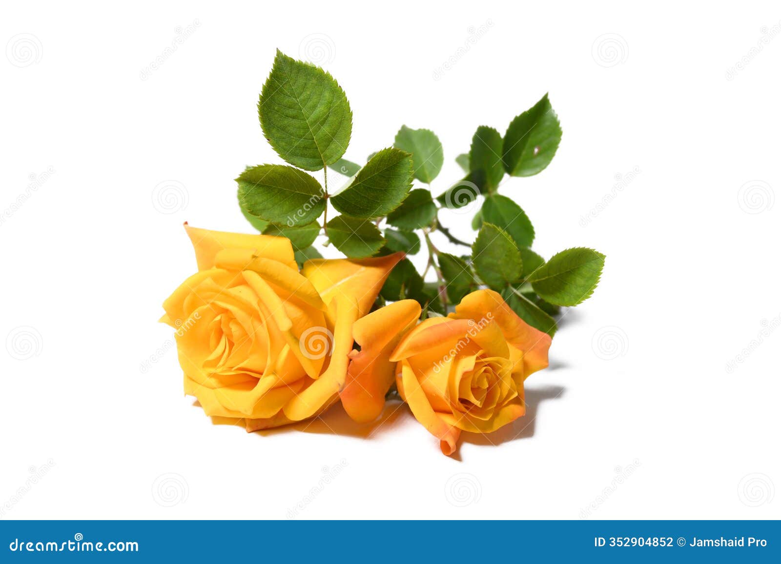 Yellow Rose Flowers on White Background Stock Photo - Image of bouquet ...