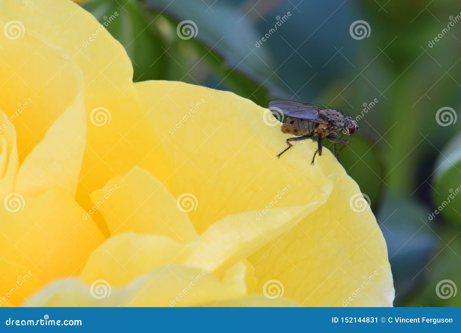 Yellow Rose Fly 01 stock image. Image of rests, natural - 152144831